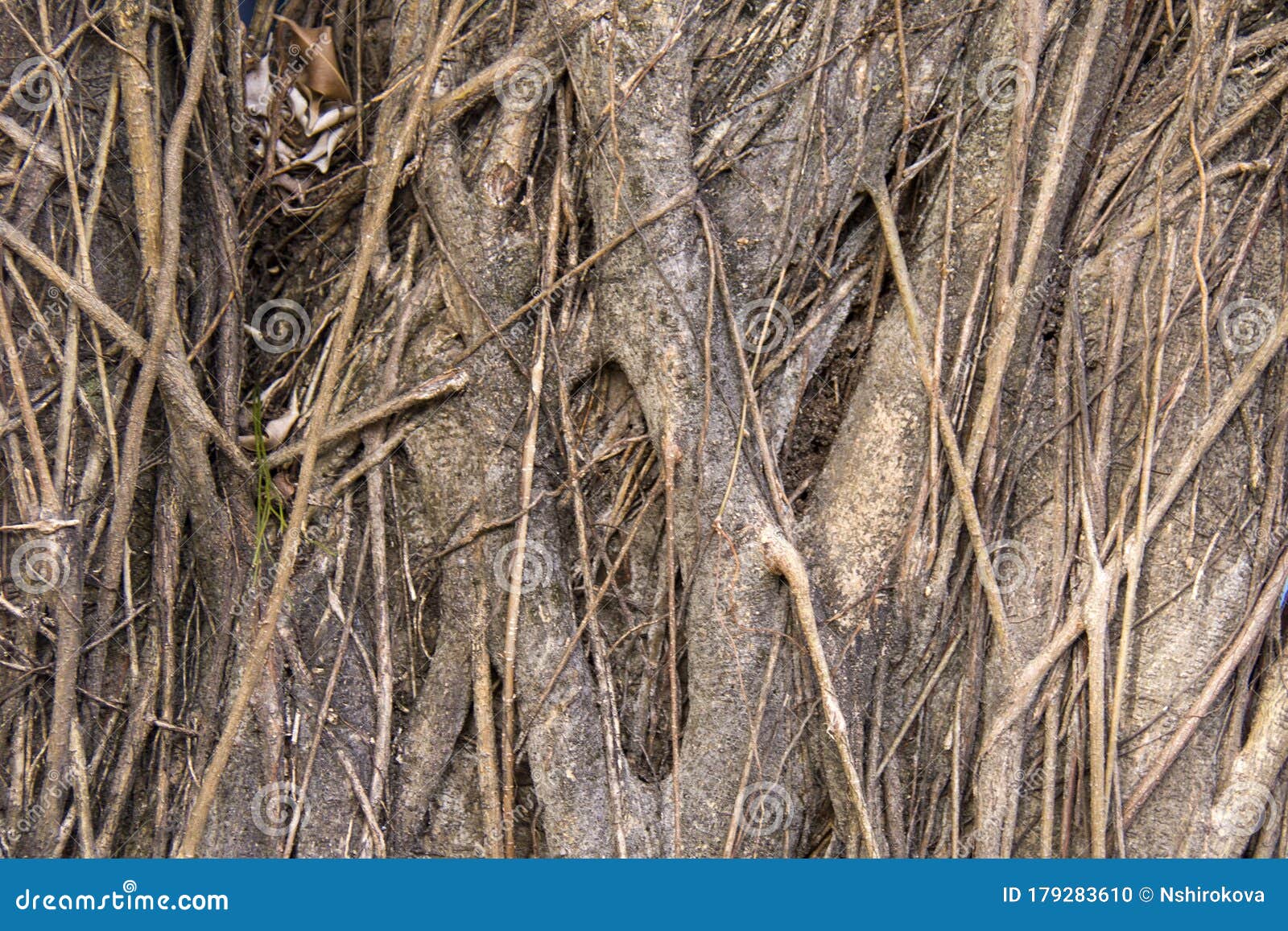 Grunge Background with Roots Stock Photo - Image of roots, abstract ...
