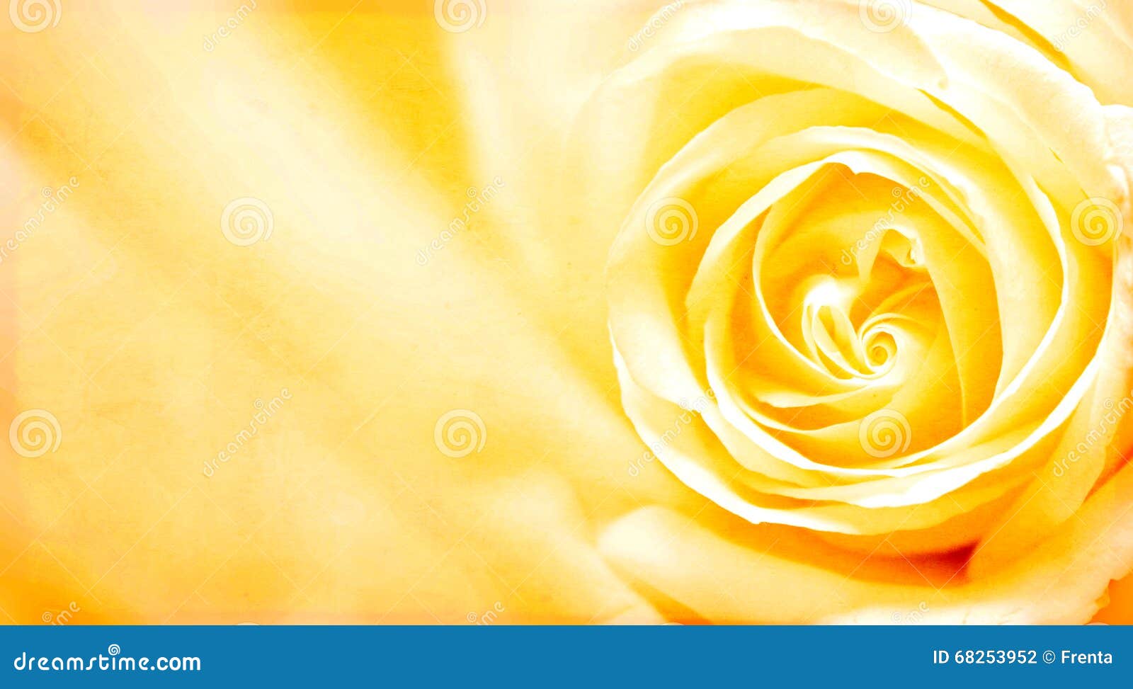 Grunge Banner with Yellow Rose and Paper Texture Stock Photo - Image of ...