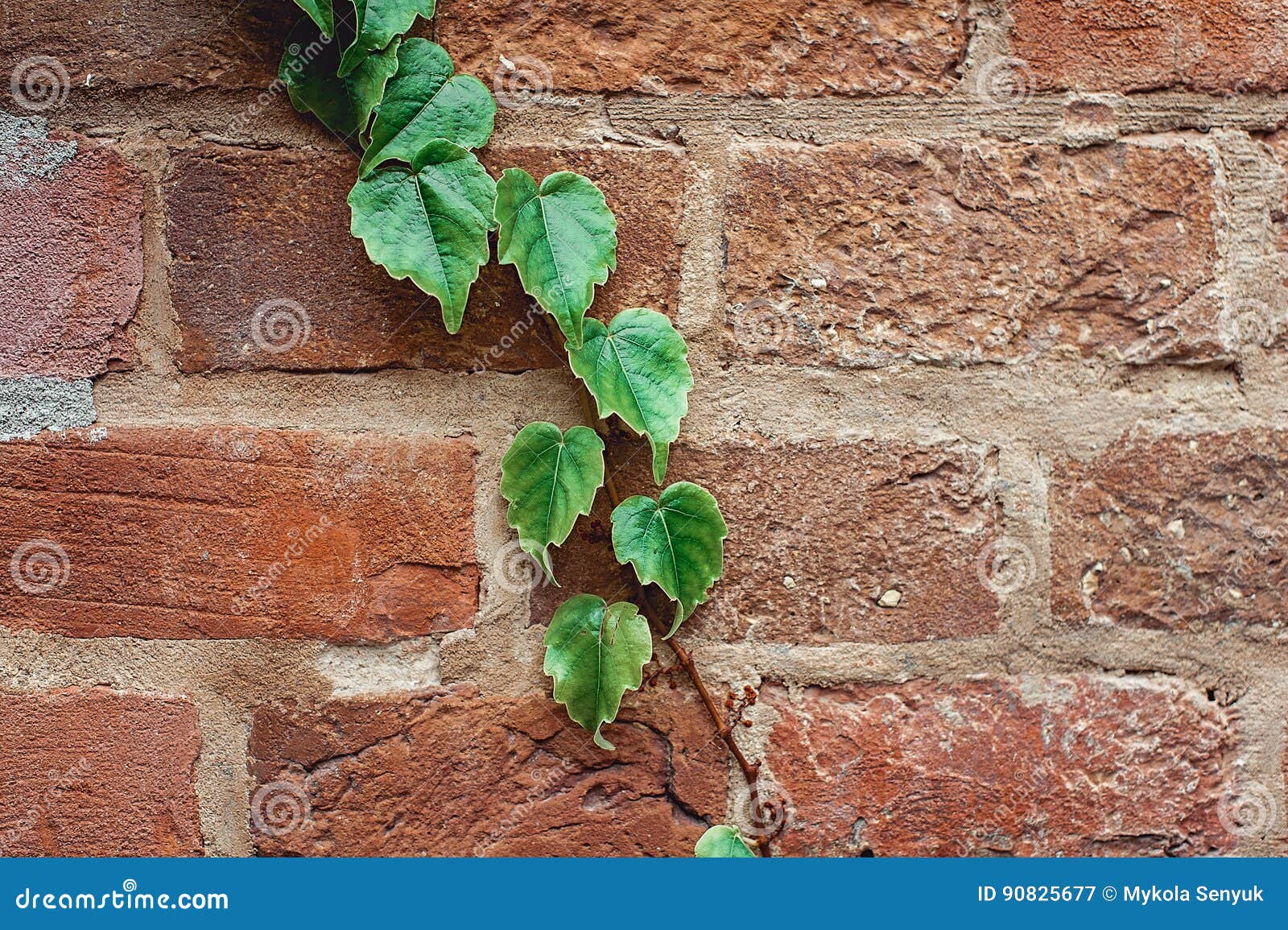 Grunge Brick Wall with Natural Floral Frame. Wild Grape Stock Image ...