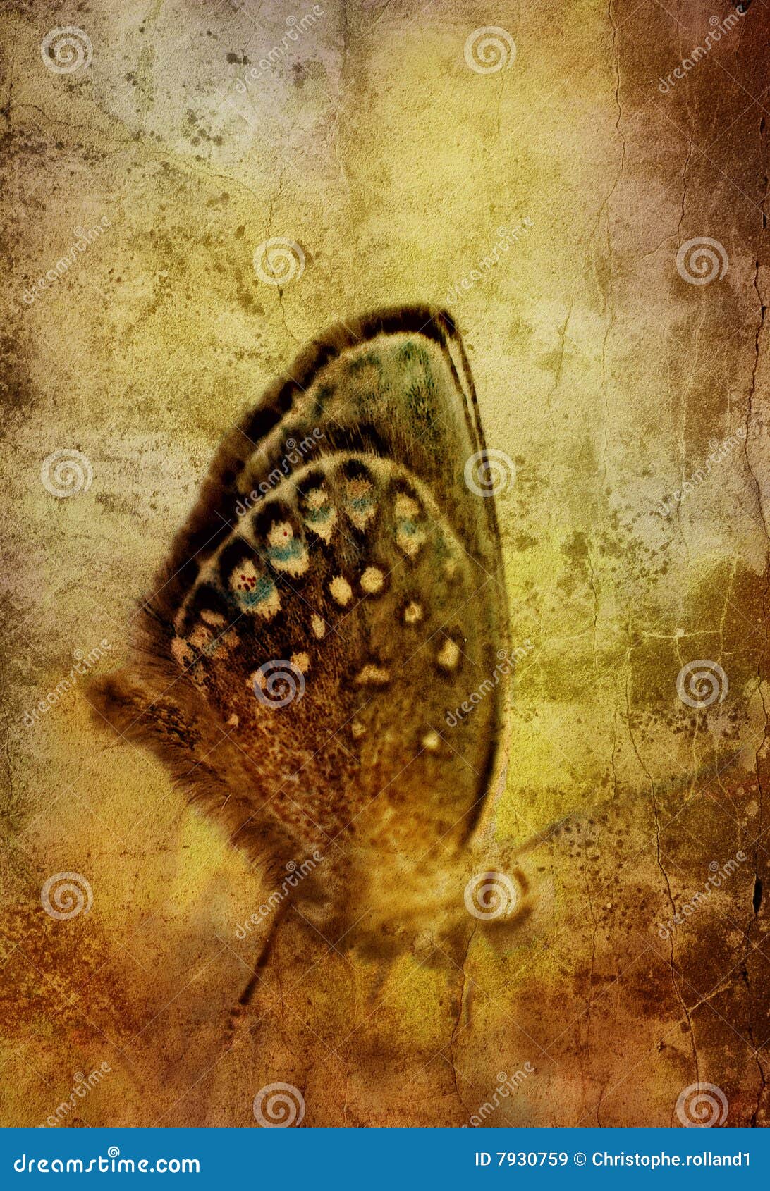 Grunge butterfly stock image. Image of ragged, antique - 7930759