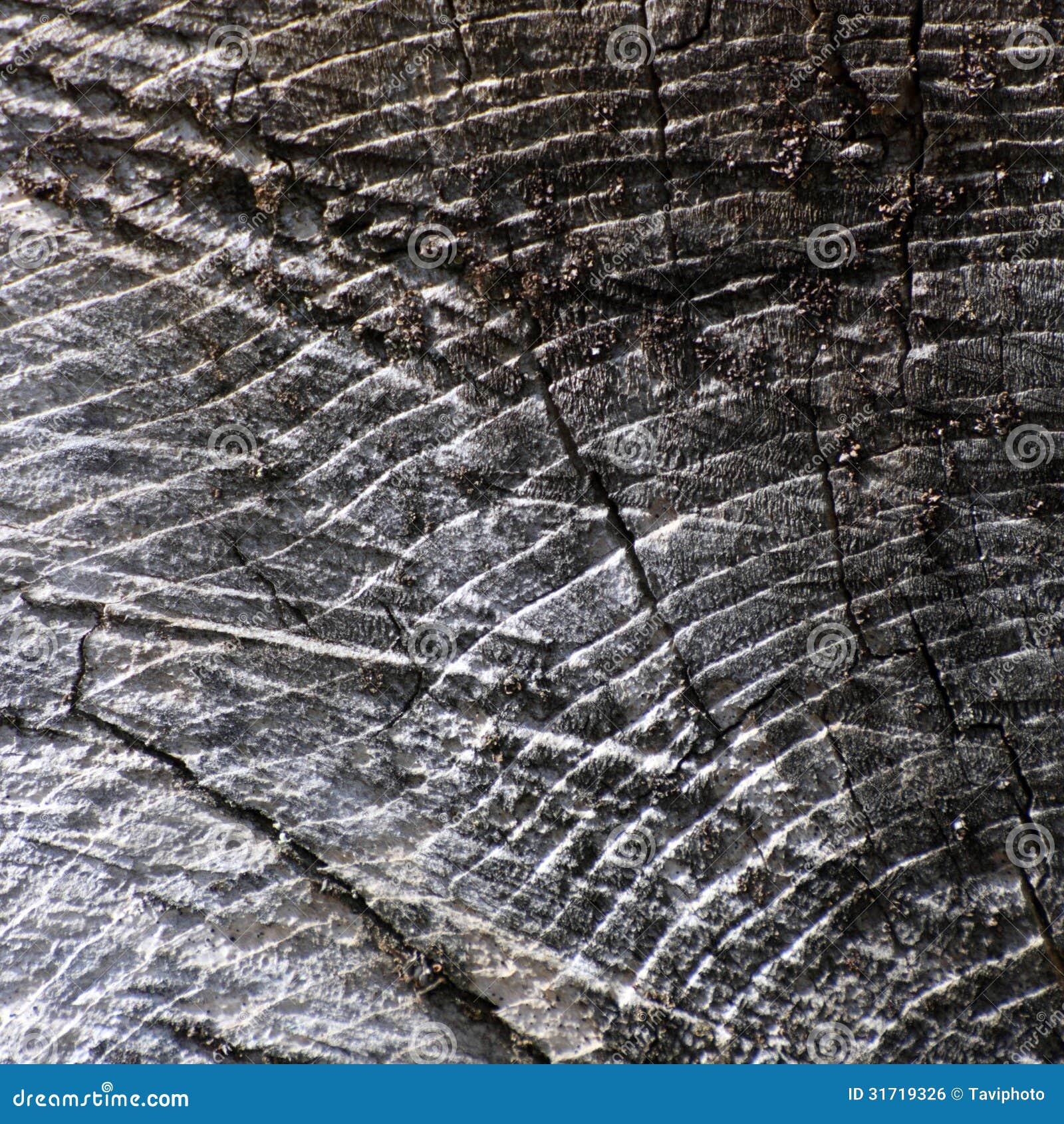Grunge cut tree texture stock photo. Image of element - 31719326