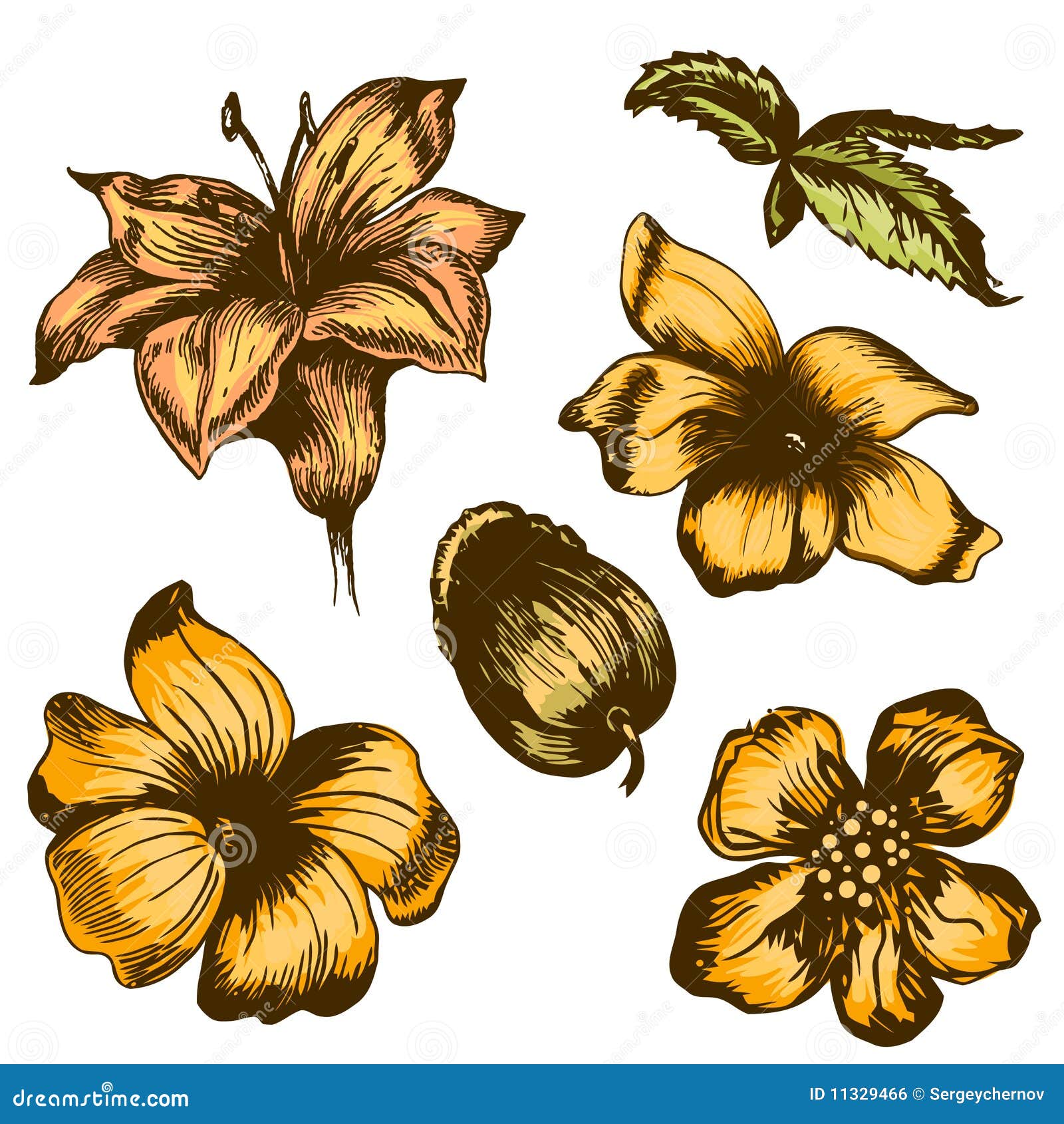 Flower Collection. Multicolored Inflorescences Of A Flowering Plant ...