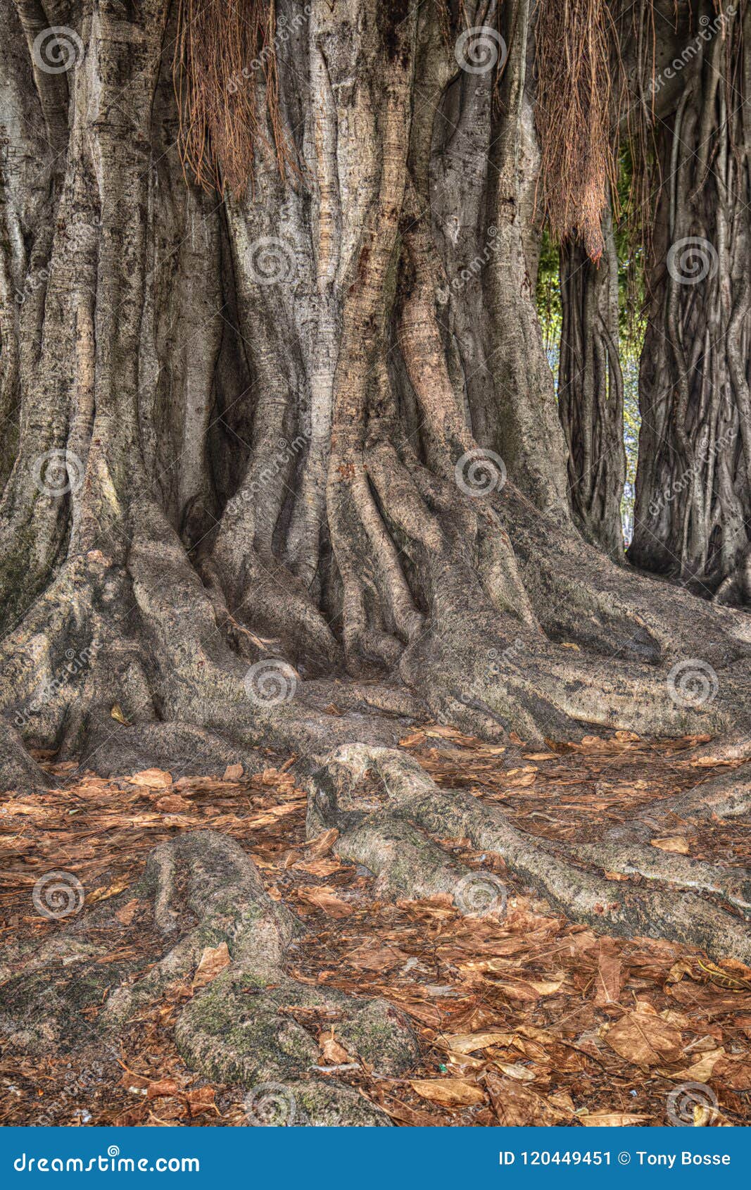 Banyan Tree Grunge Root System Stock Image - Image of large, system ...