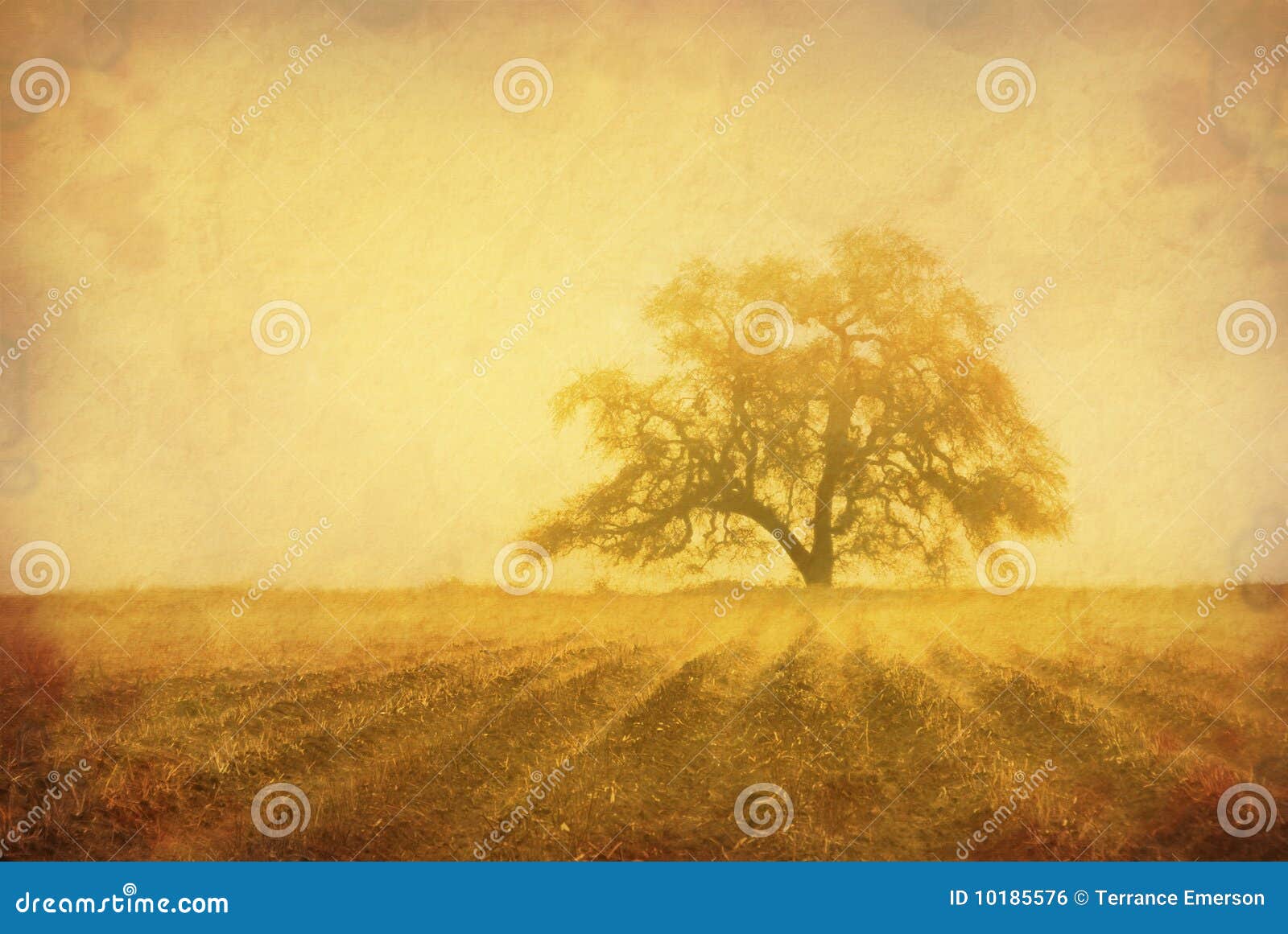 Grunge Oak Tree stock photo. Image of sepia, silhouette - 10185576