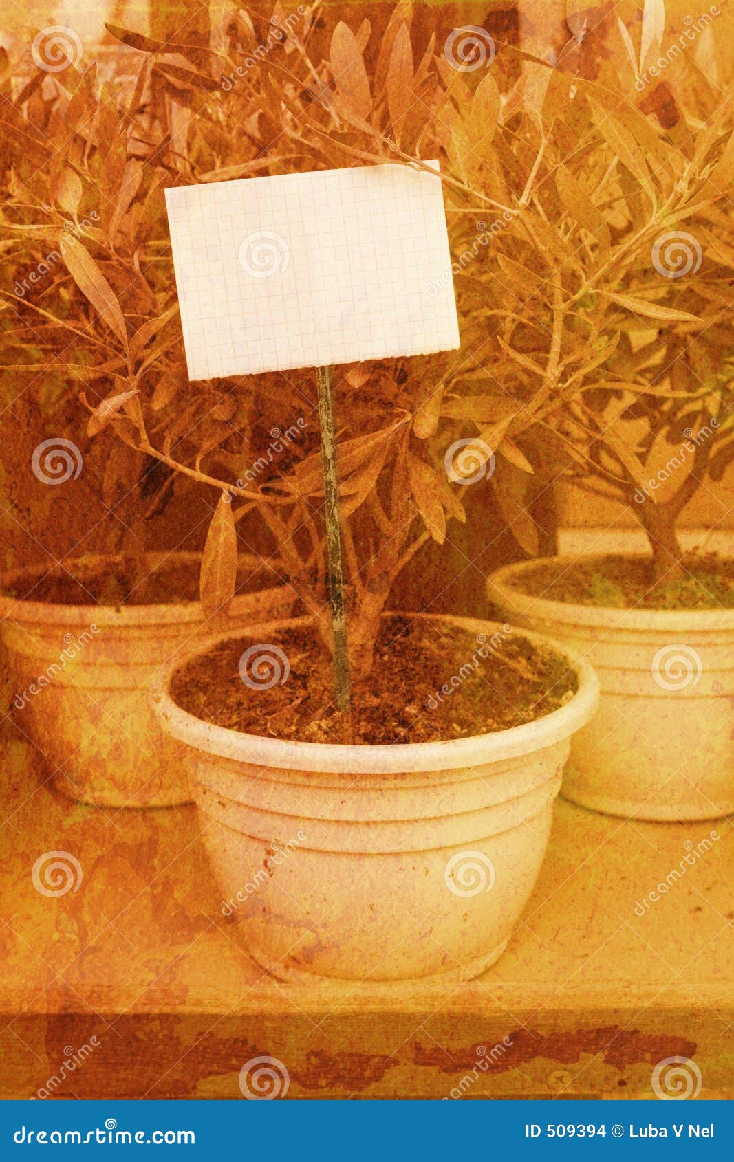 Grunge Olive Tree with a Note Stock Photo - Image of empty, backdrop ...