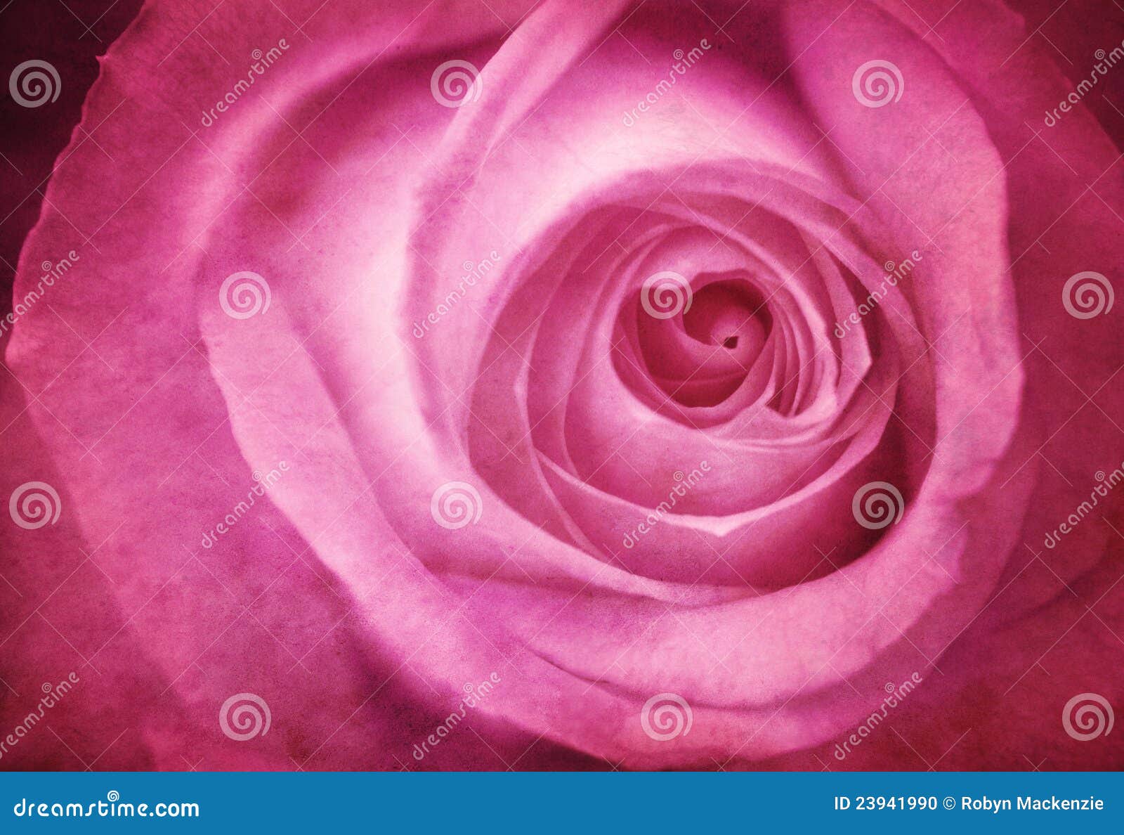 Grunge Pink Rose stock photo. Image of closeup, flower - 23941990
