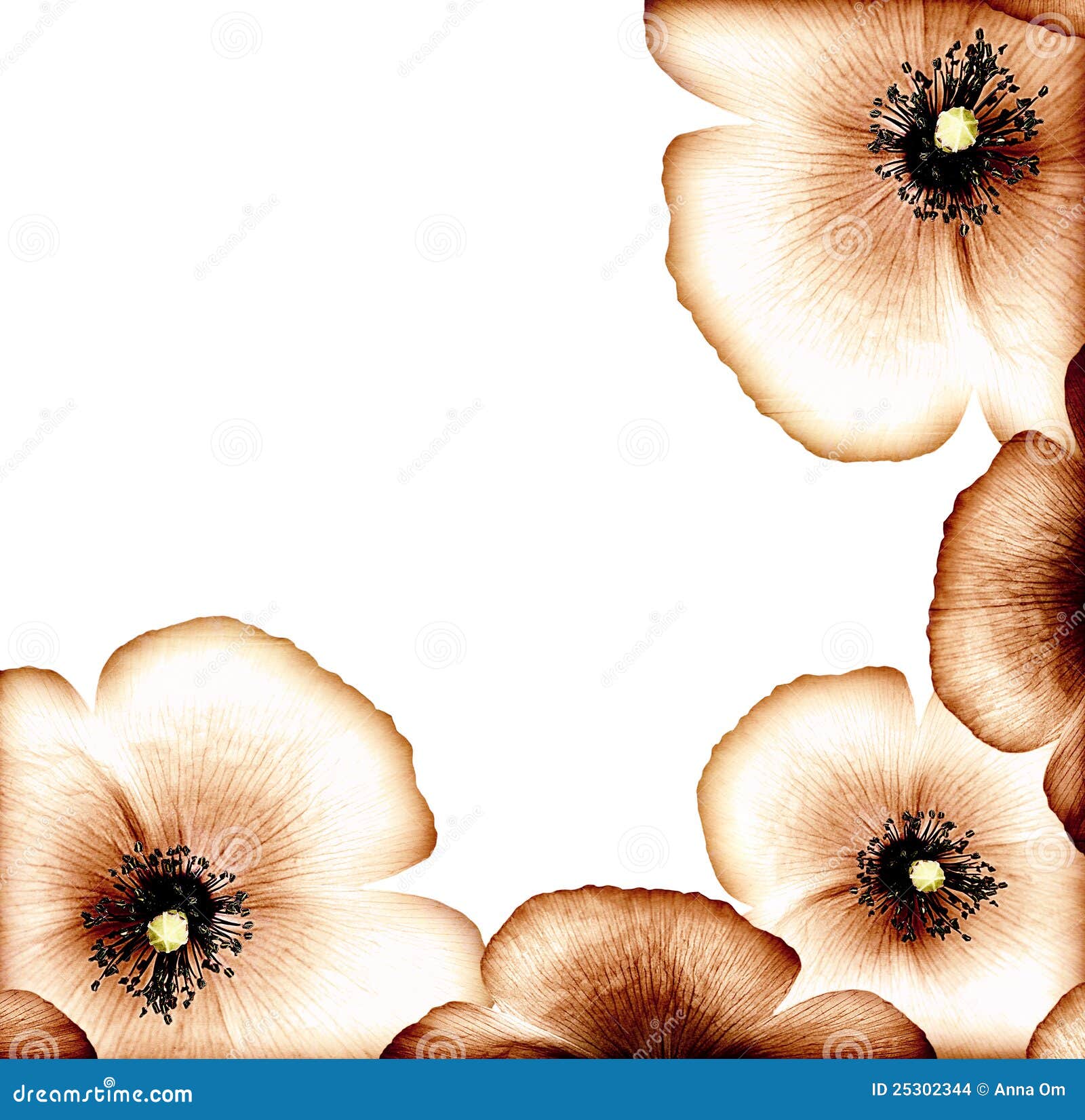 Grunge Poppy Border Stock Images - Image: 25302344