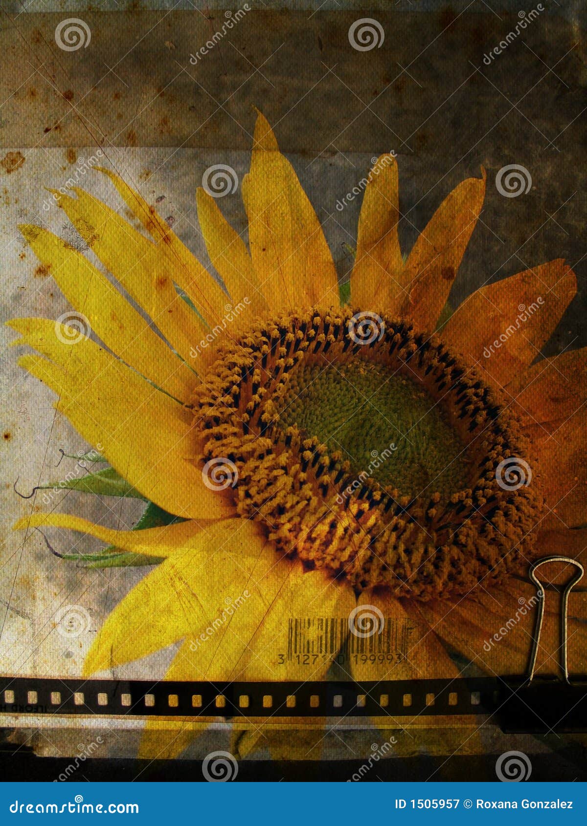 Sepia Sunflower Stock Illustrations – 119 Sepia Sunflower Stock ...