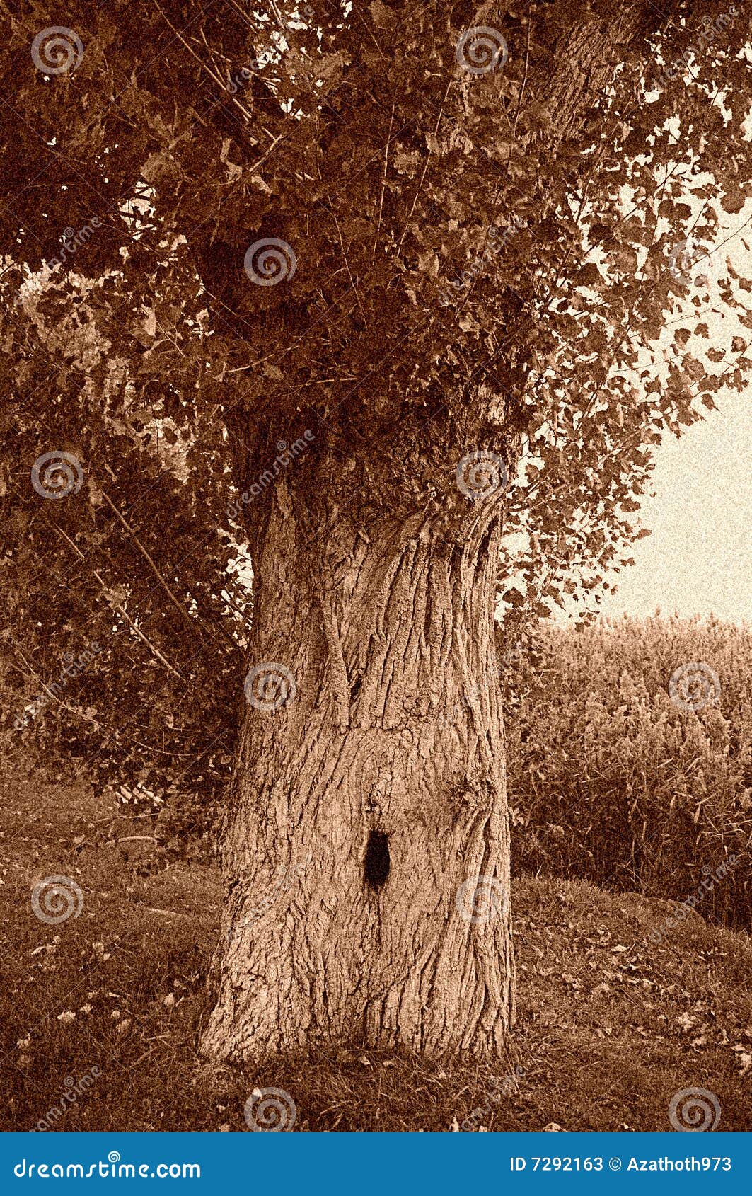 Grunge Retro Sepia Tree stock image. Image of landscape - 7292163