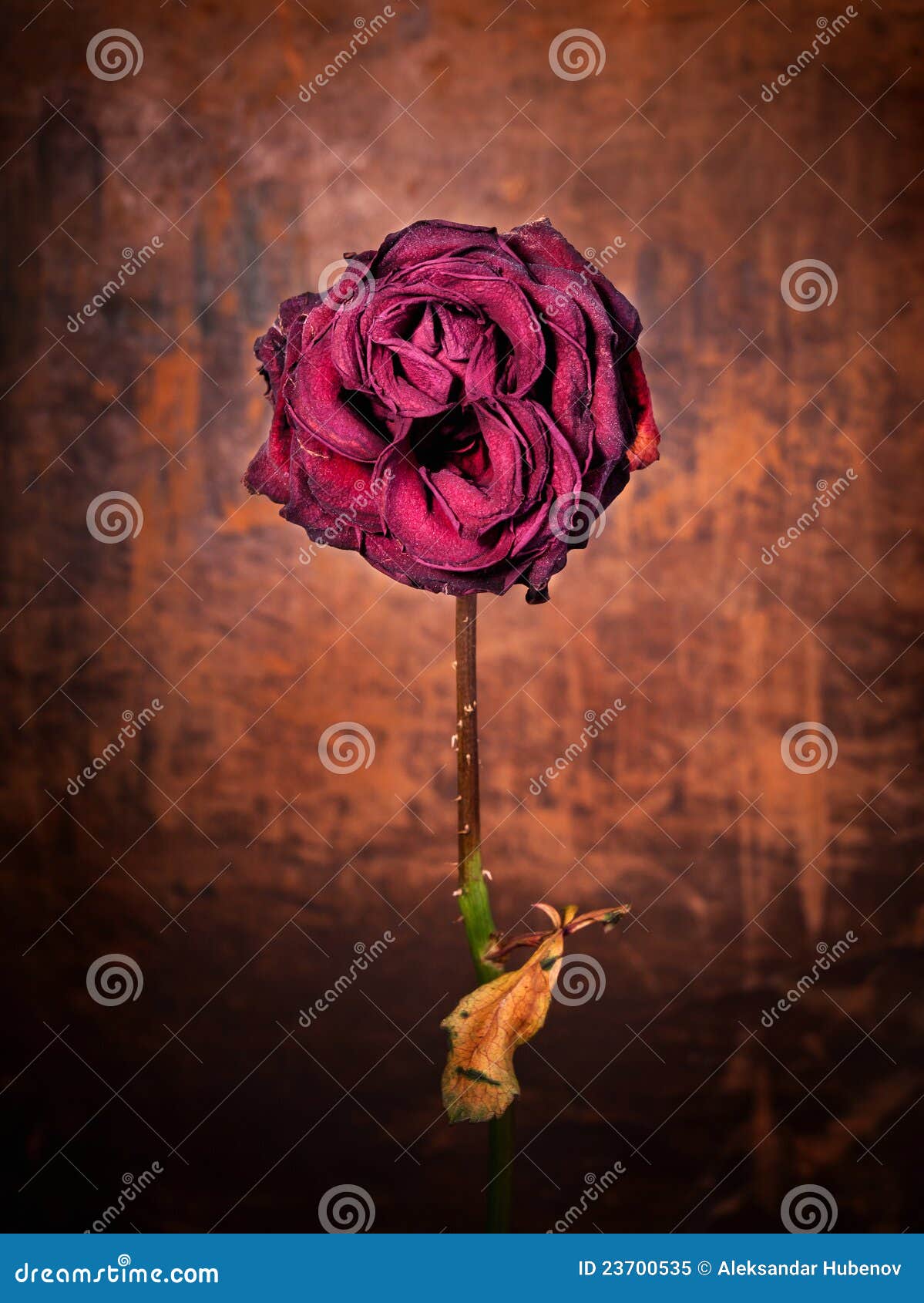 Grunge rose stock image. Image of memories, life, flower - 23700535