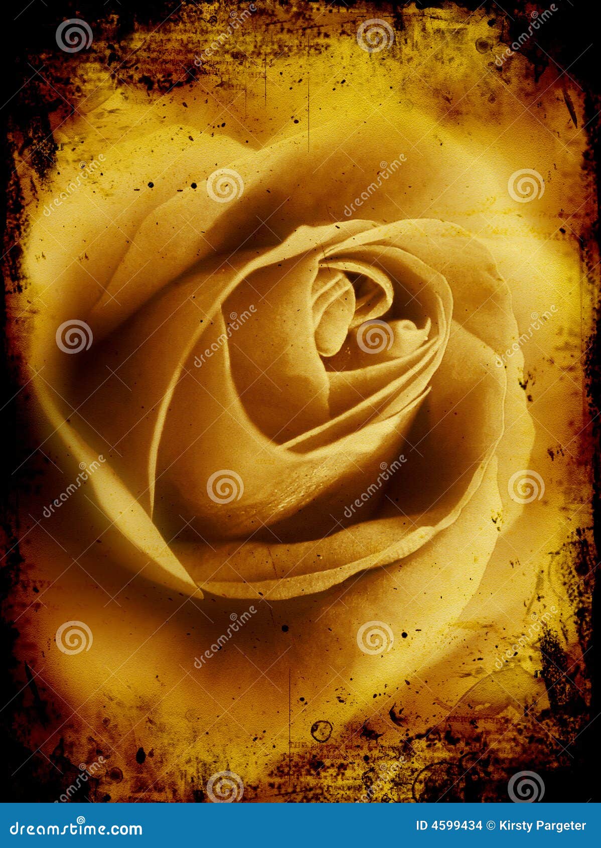 Grunge rose stock illustration. Illustration of stained - 4599434