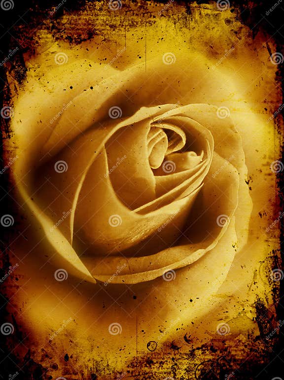 Grunge rose stock illustration. Illustration of stained - 4599434