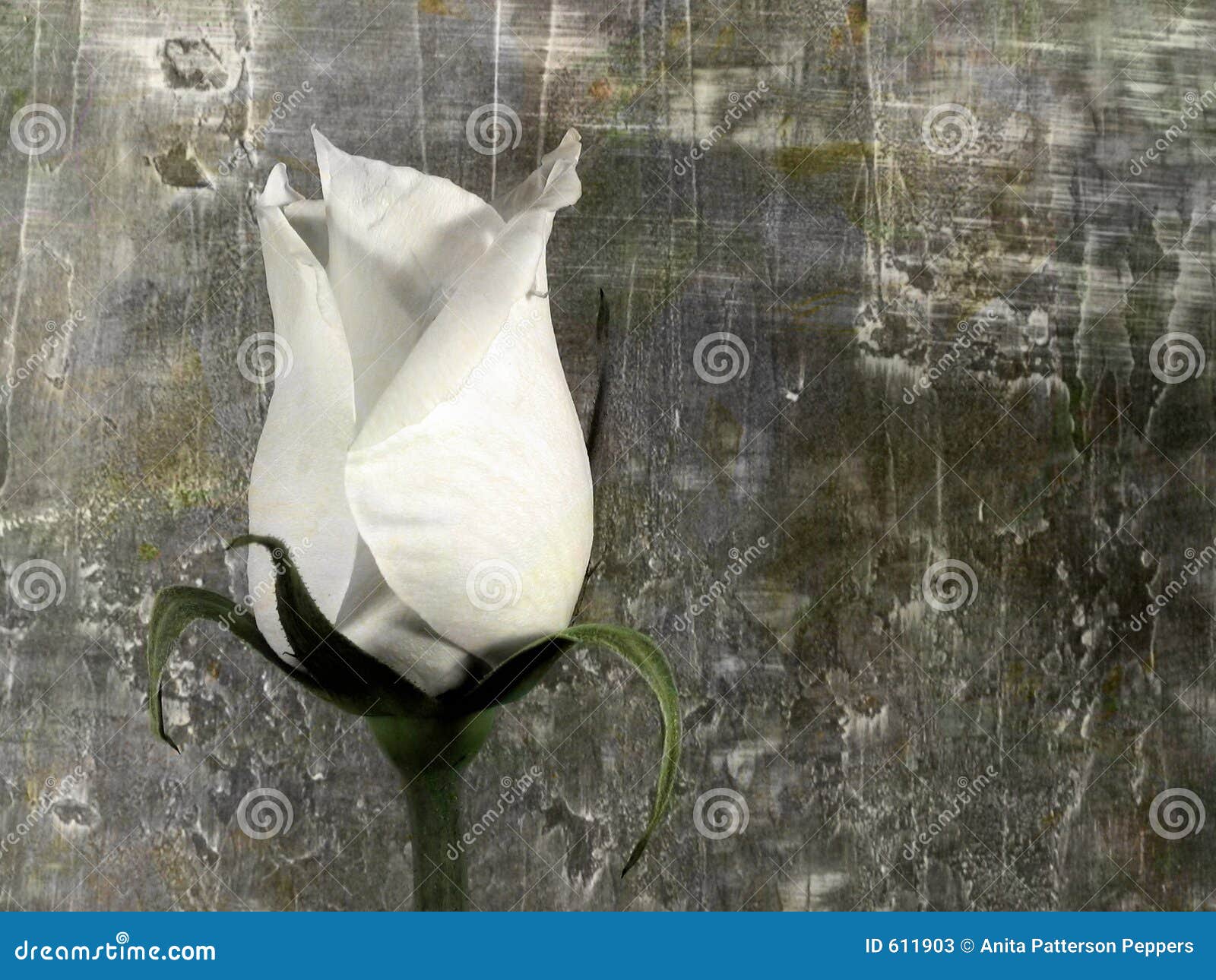 Grunge rose stock image. Image of bloom, concept, collage - 611903