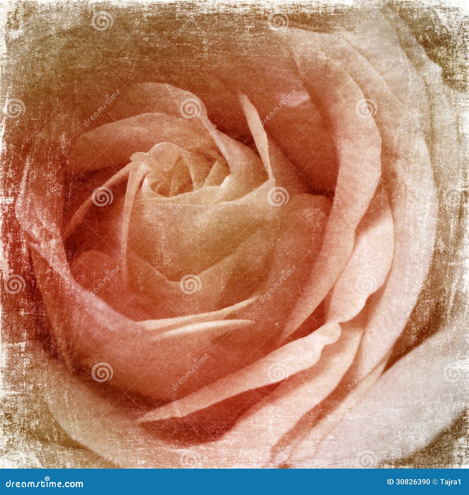 Beige Rose Shabby Background Stock Photo - Image of grime, decorative ...