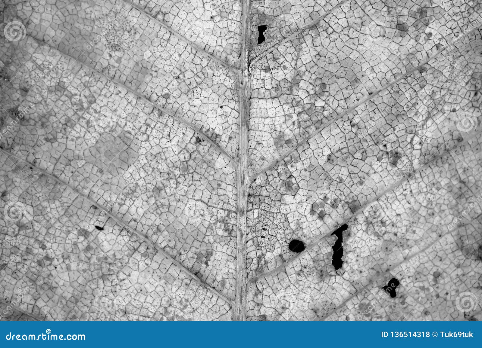 Grunge Texture of the Old Leaf Background Stock Photo - Image of detail ...