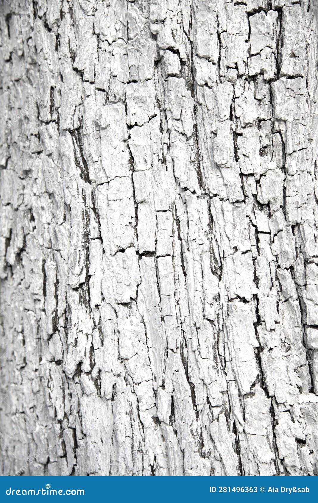 The Old Pear Tree Bark Texture Covered with Lime Paint for Background ...