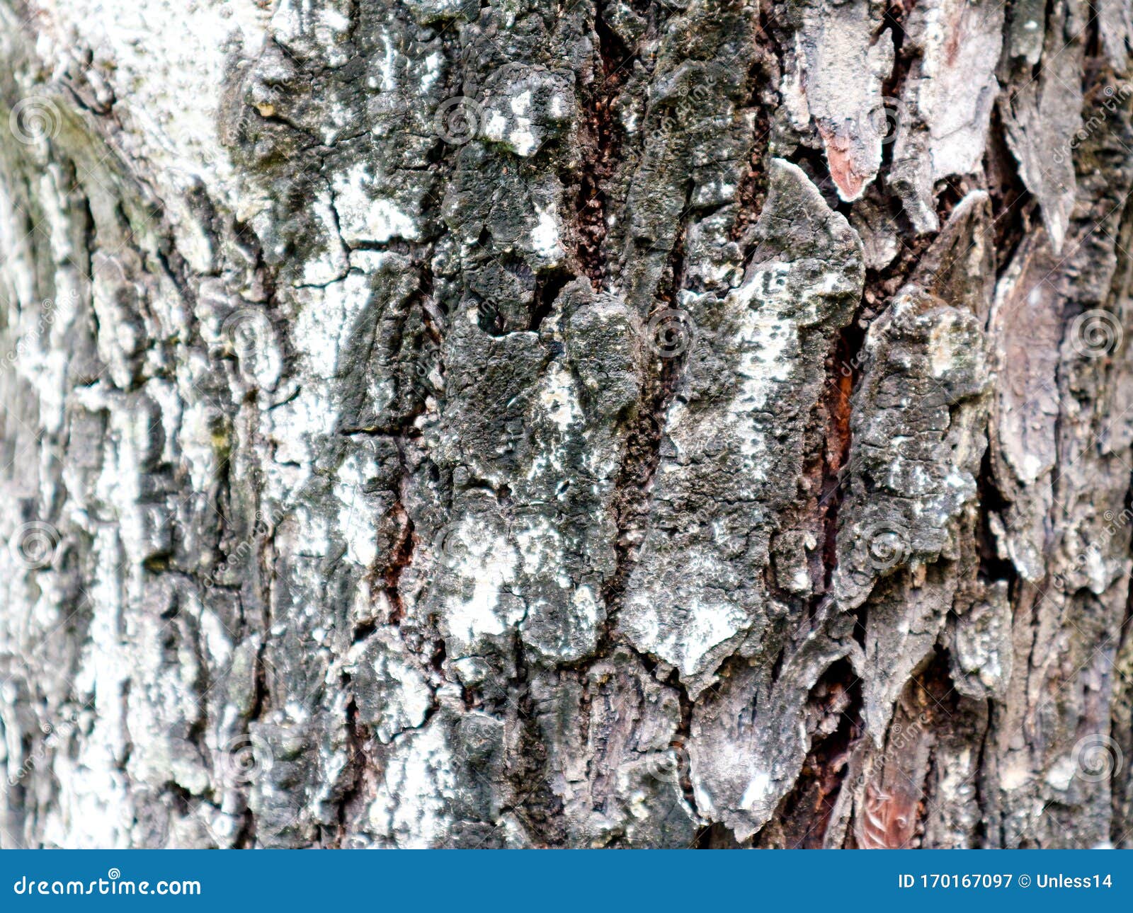 Grunge Tree Bark on Old Tree Rough Surface Stock Image - Image of ...
