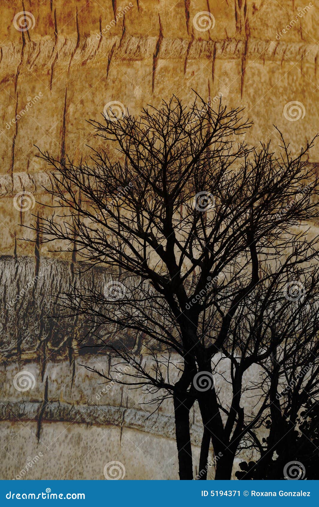 Grunge trees stock image. Image of nature, markings, treetop - 5194371