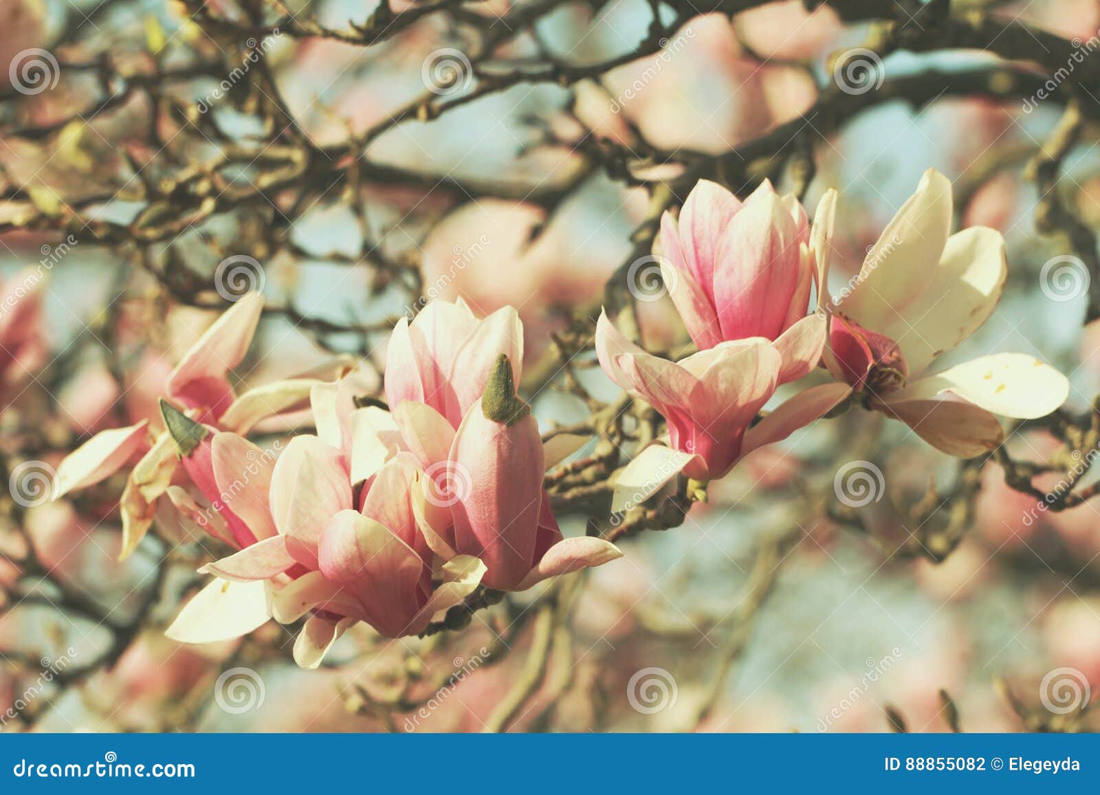 Grunged Beautiful Magnolia Tree in Blooming in a Botanical Garden ...