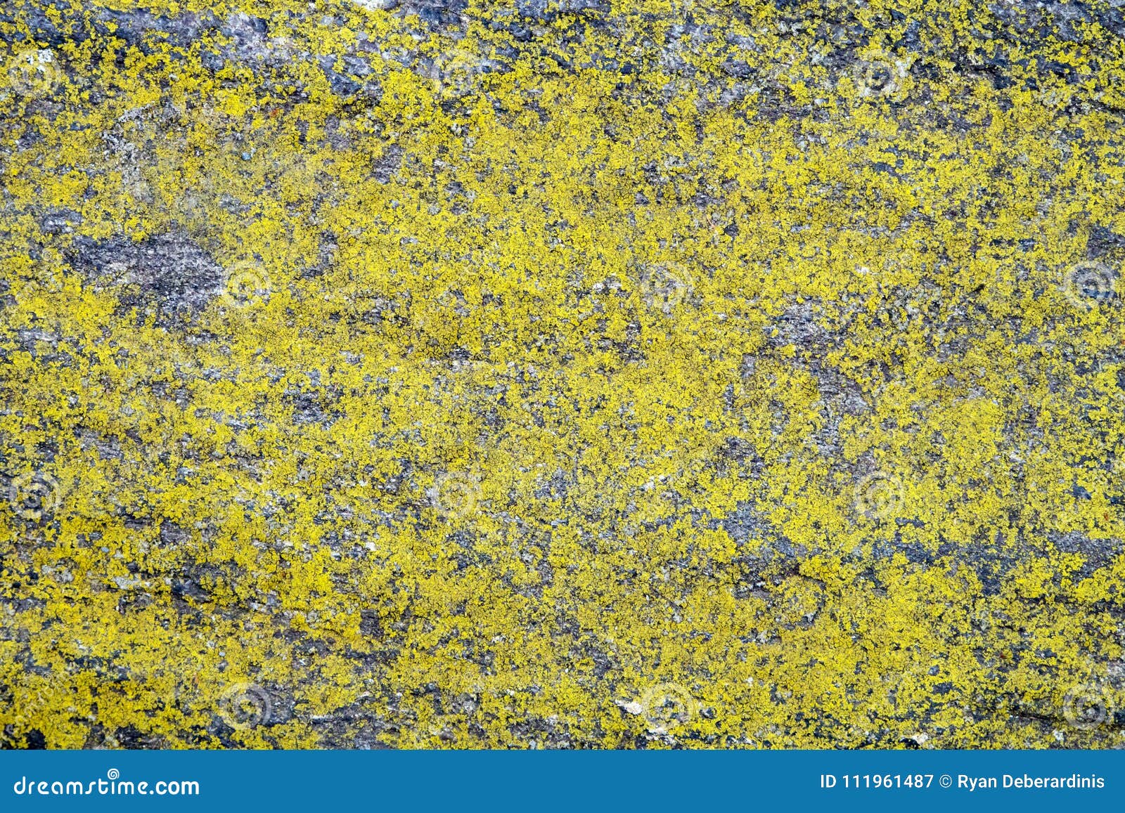 Grungy Moss Covered Stone Background Texture Stock Image - Image of ...