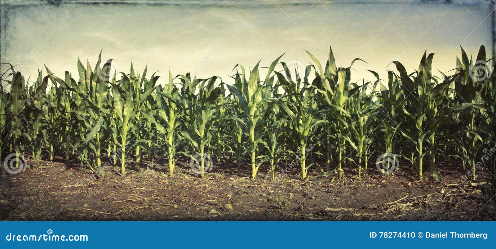Grungy Panorama of Young Corn Plants in a Field Stock Photo - Image of ...