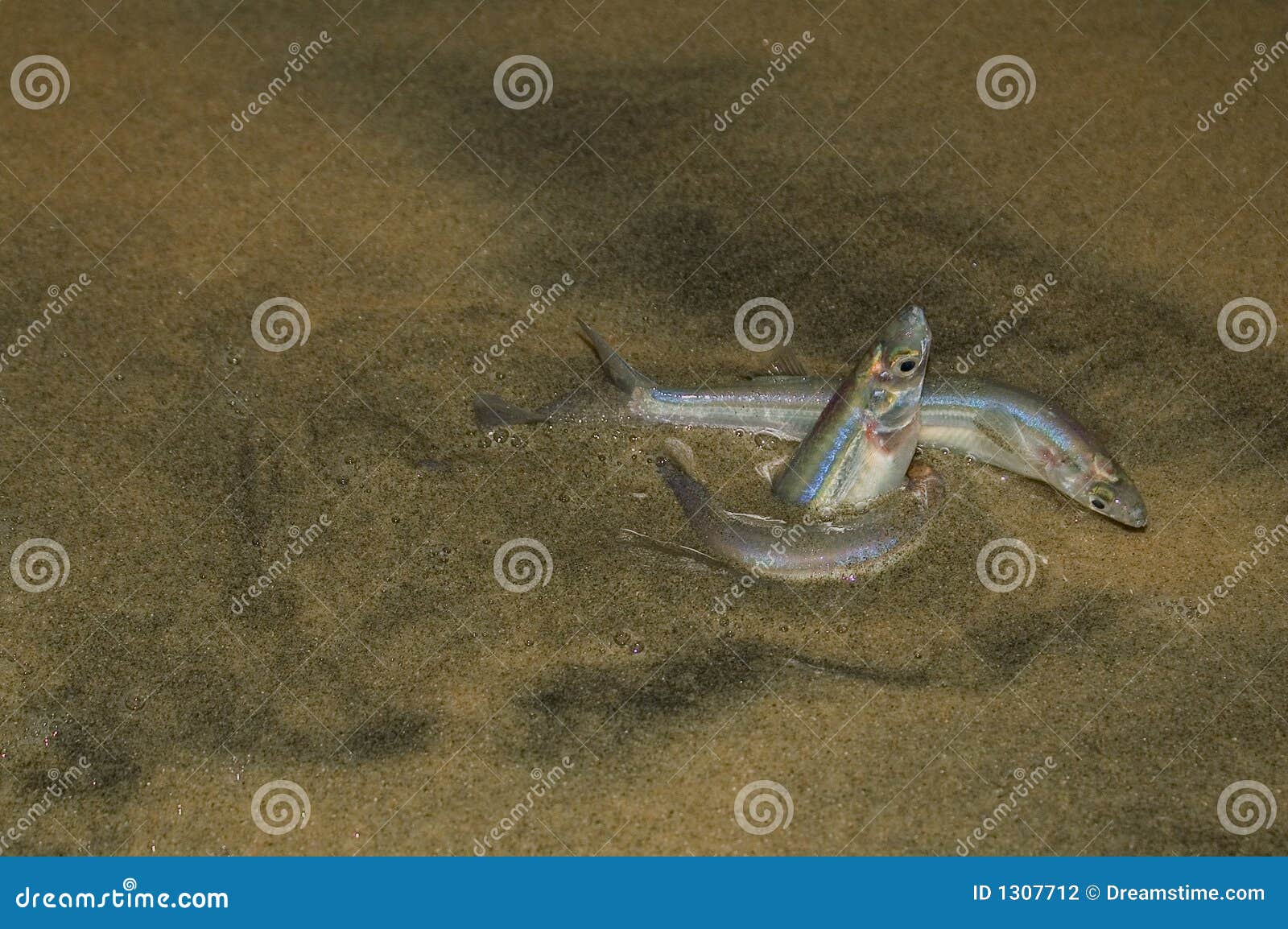 Grunions stock photo. Image of osmeridae, fish, milt, semen - 1307712