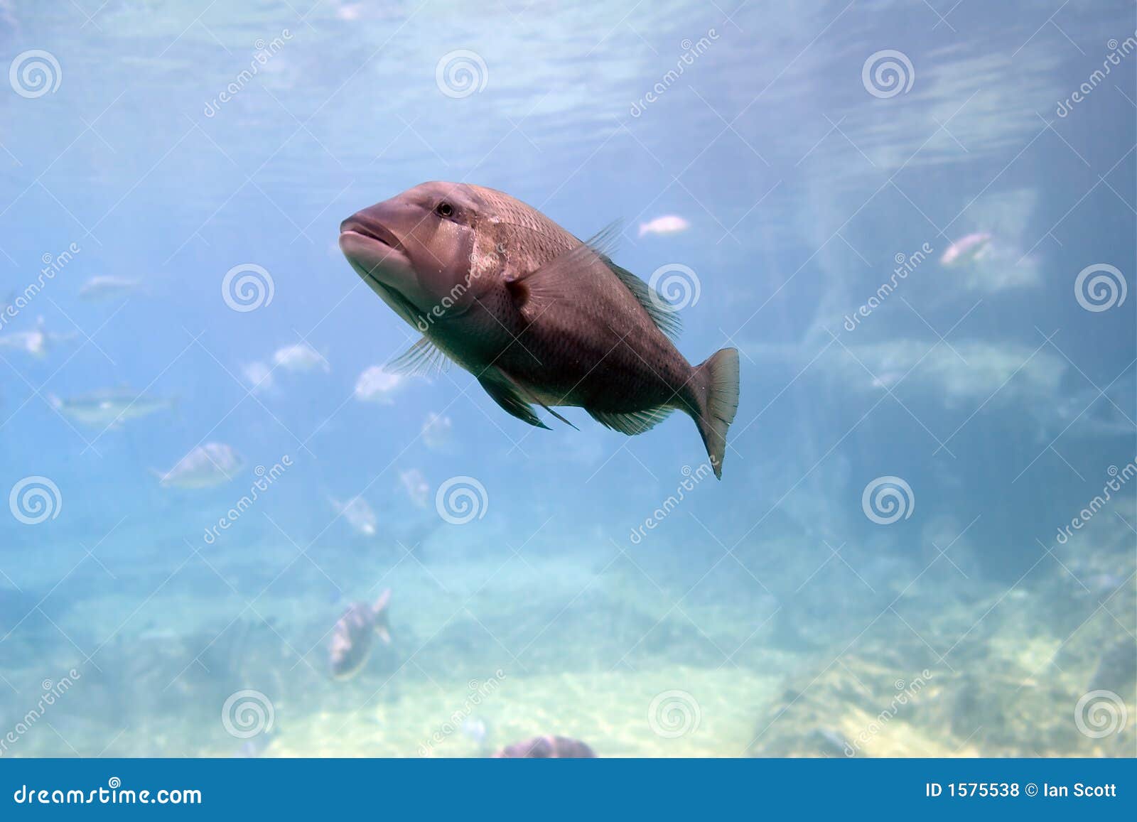 Grunt stock photo. Image of tropical, barrier, great, aquarium - 1575538