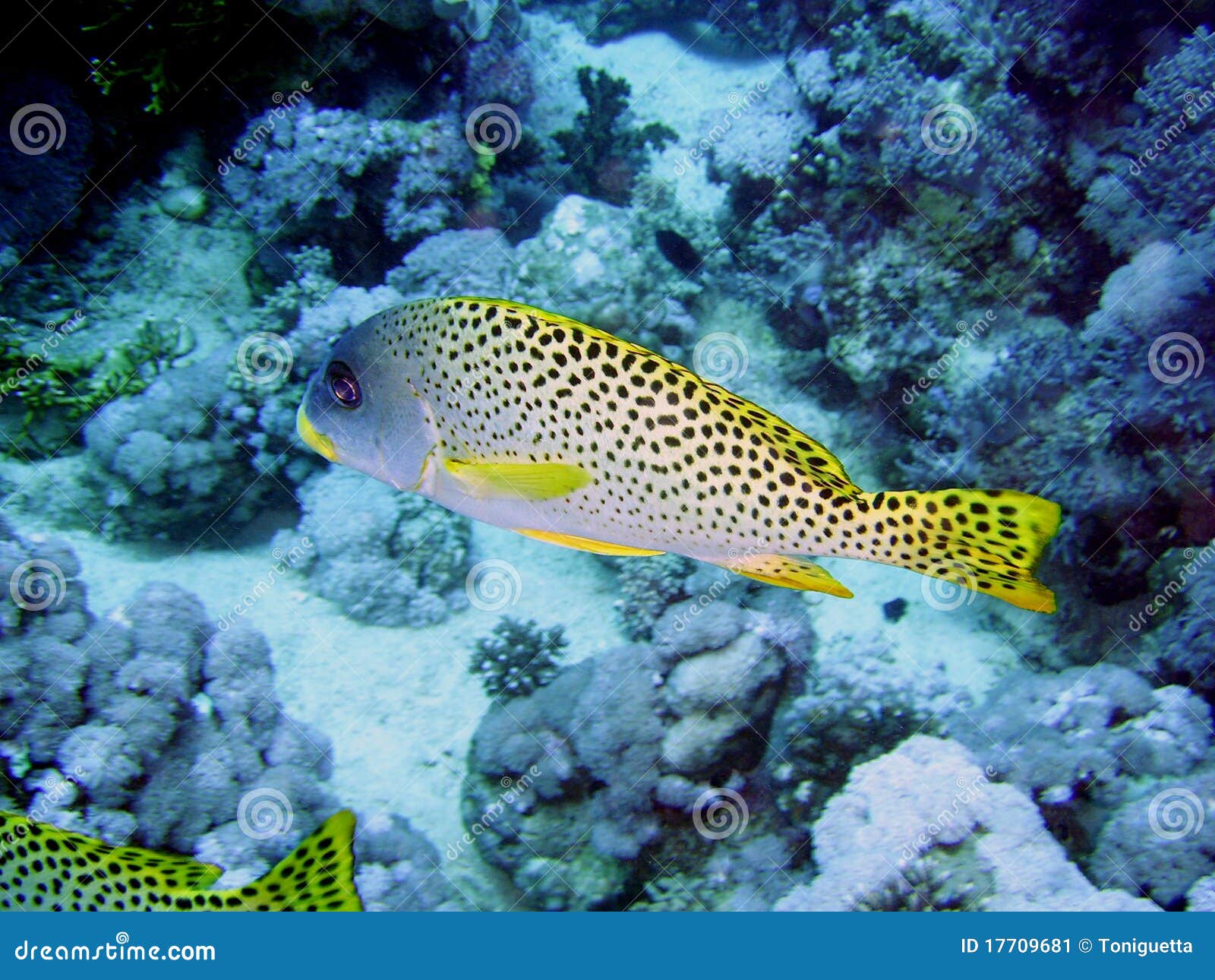 Grunt Fish with dots stock image. Image of sinai, diving - 17709681
