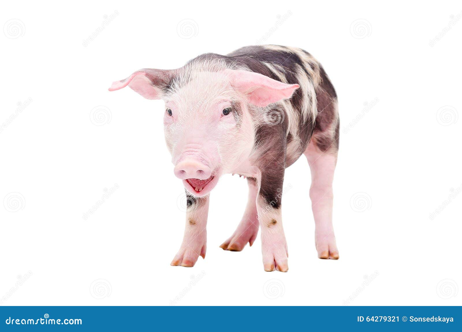 Grunt little pig stock image. Image of curious, color - 64279321