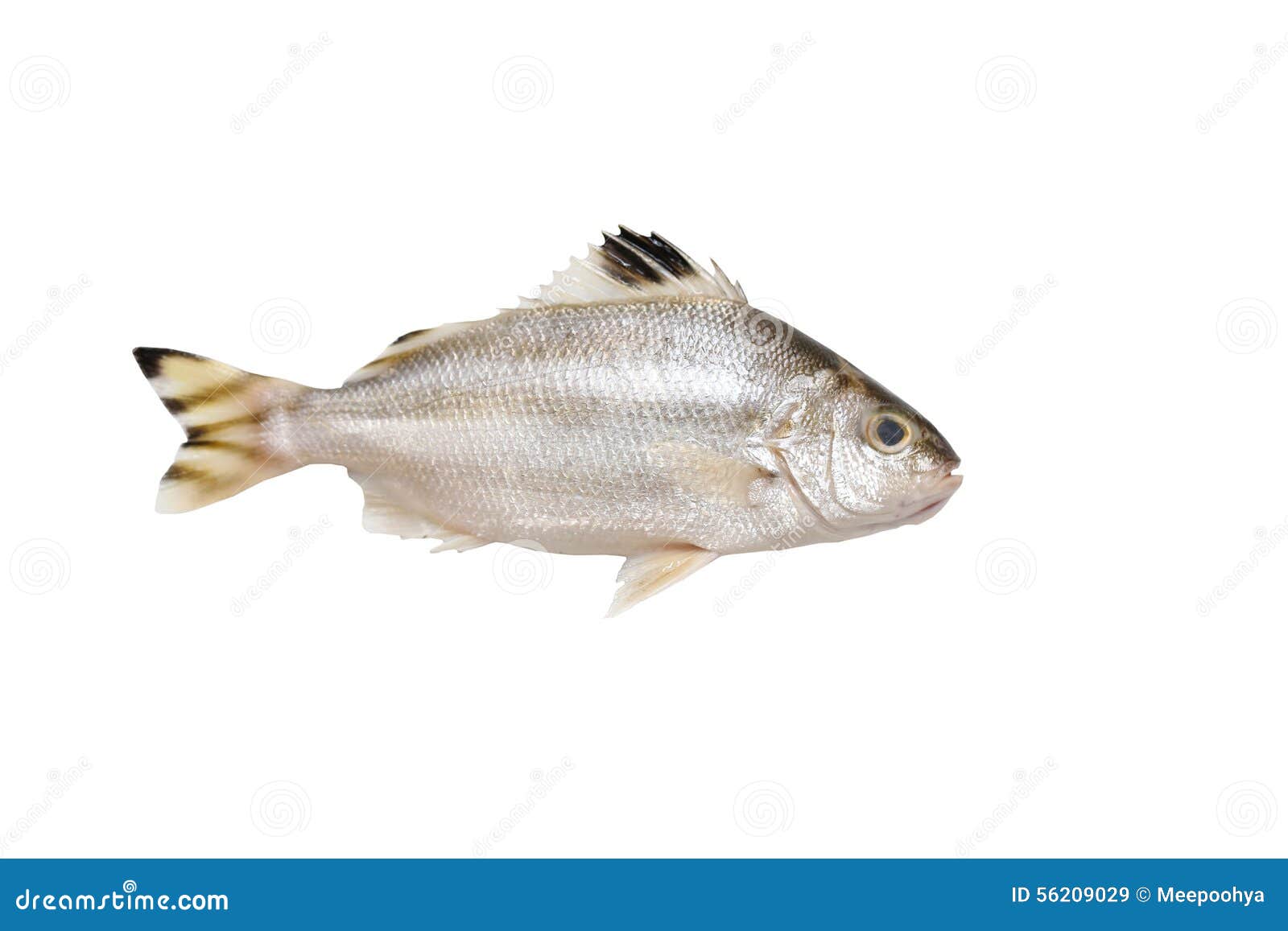 Grunter Fish Isolated on White Background. Stock Image - Image of ...