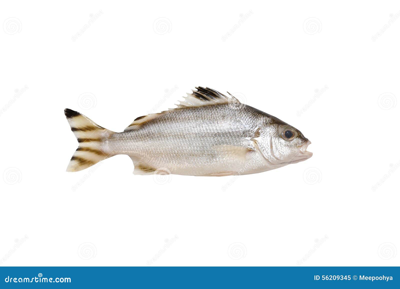 Grunter Fish Isolated on White Background. Stock Image - Image of path ...