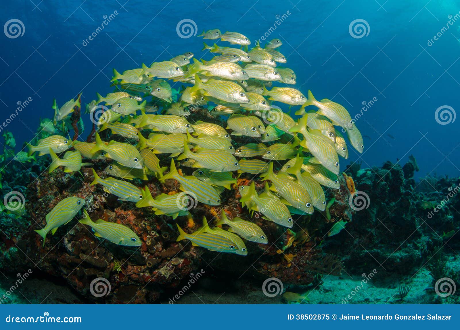 Grunts and snappers. stock image. Image of island, deep - 38502875