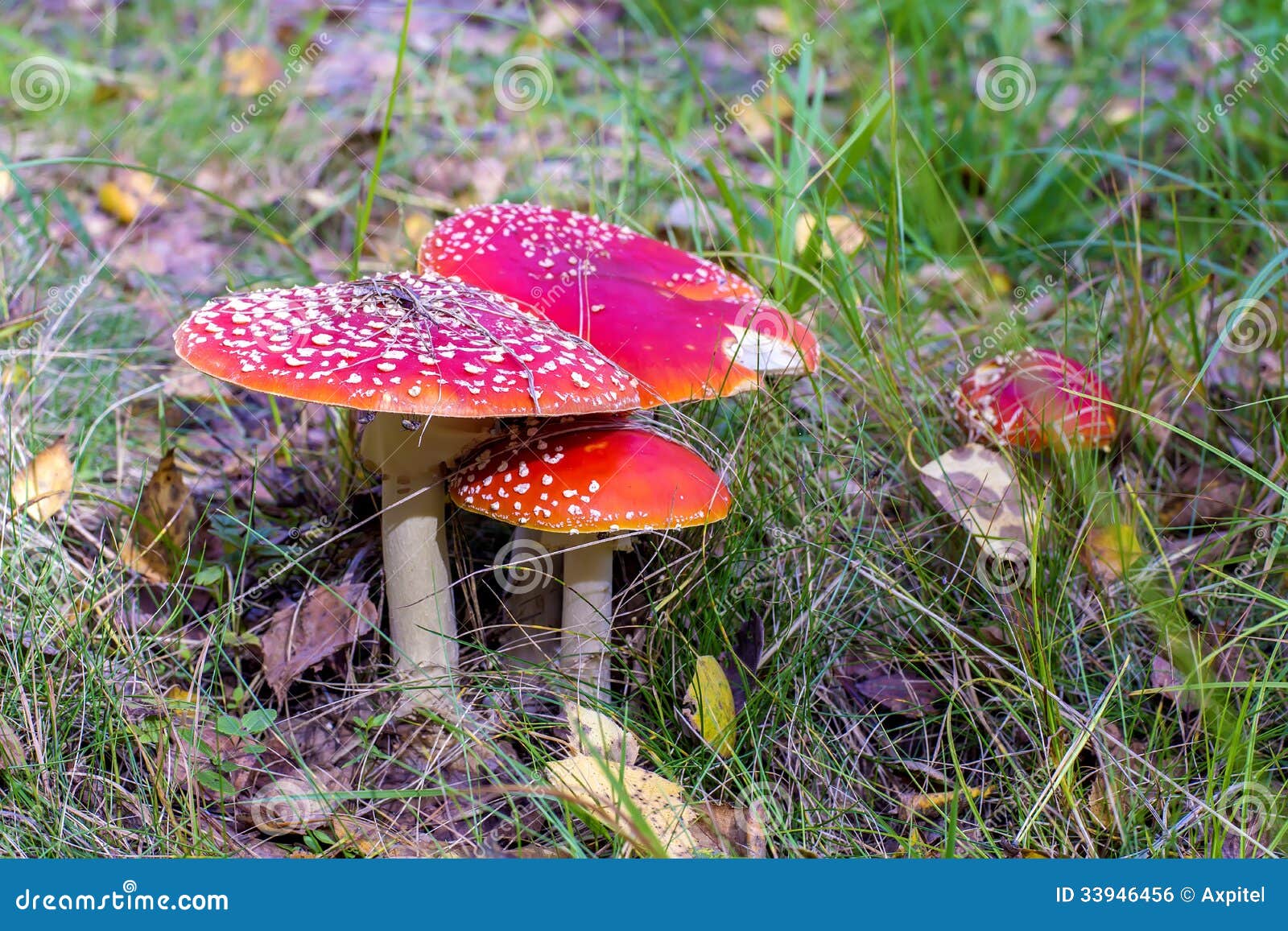 Grupa czerwoni muchomory. zdjęcie stock. Obraz złożonej z grupa - 33946456