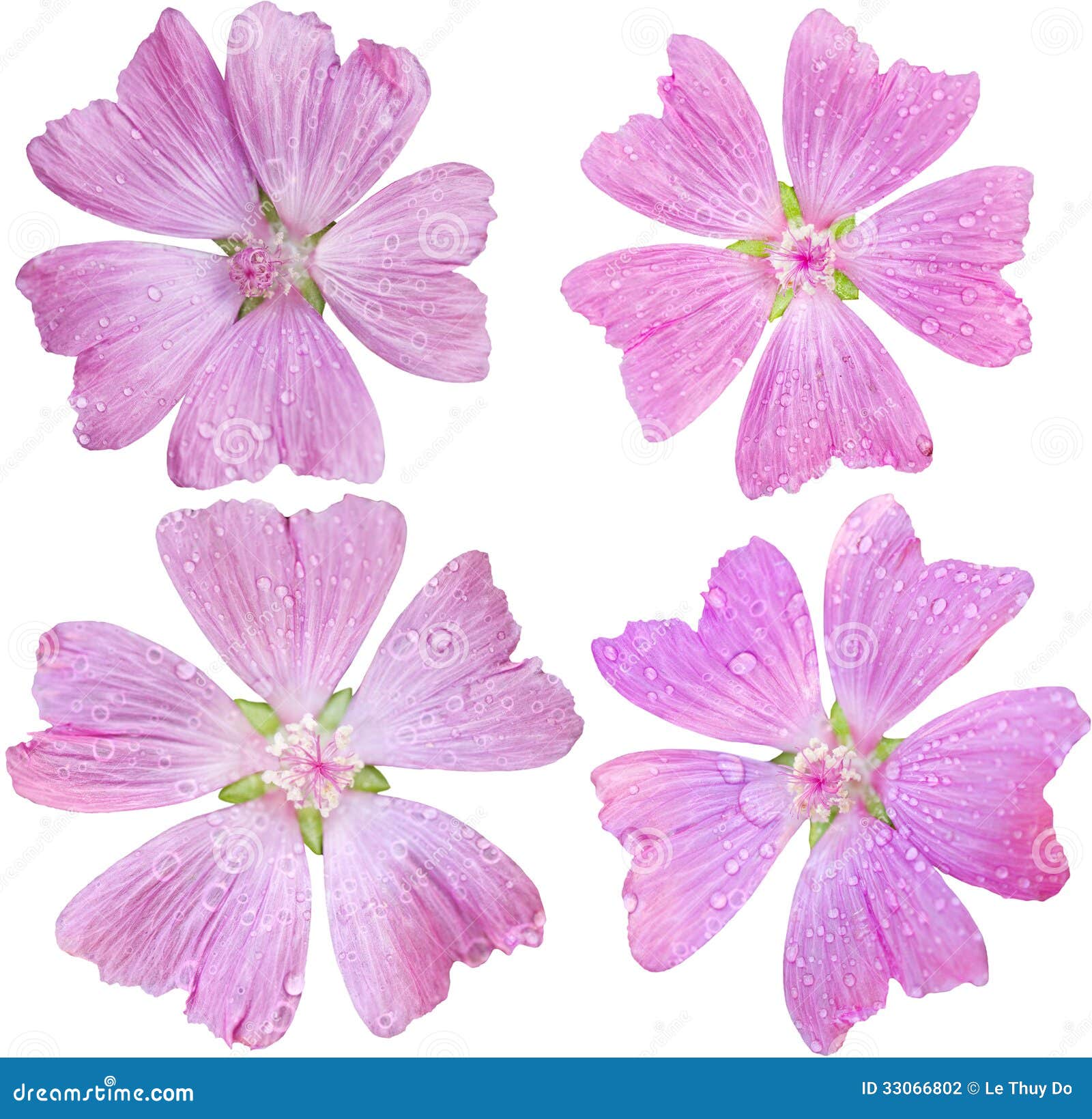 Grupo da Almíscar-malva foto de stock. Imagem de botânica - 33066802