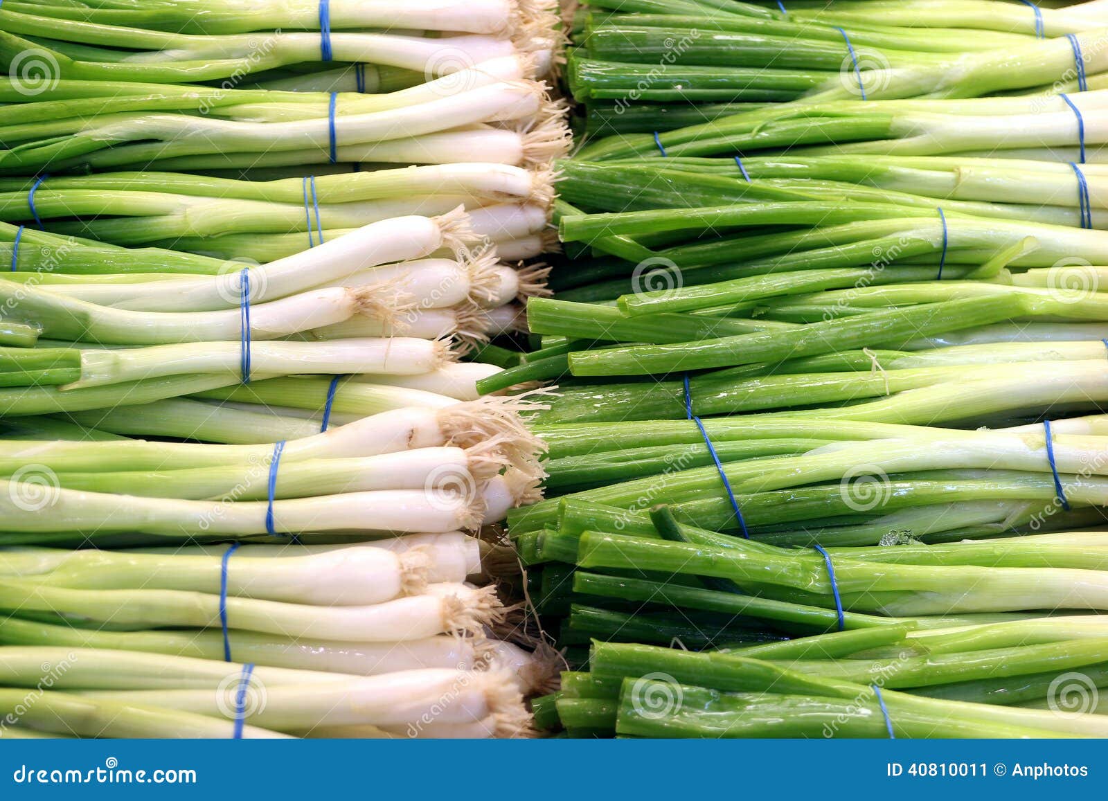 Grupo da cebola verde imagem de stock. Imagem de vegetal - 40810011