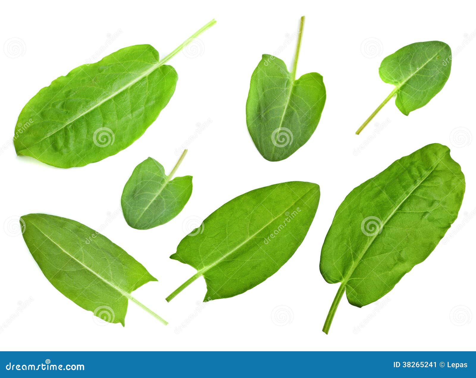 Grupo da folha da azeda imagem de stock. Imagem de planta - 38265241