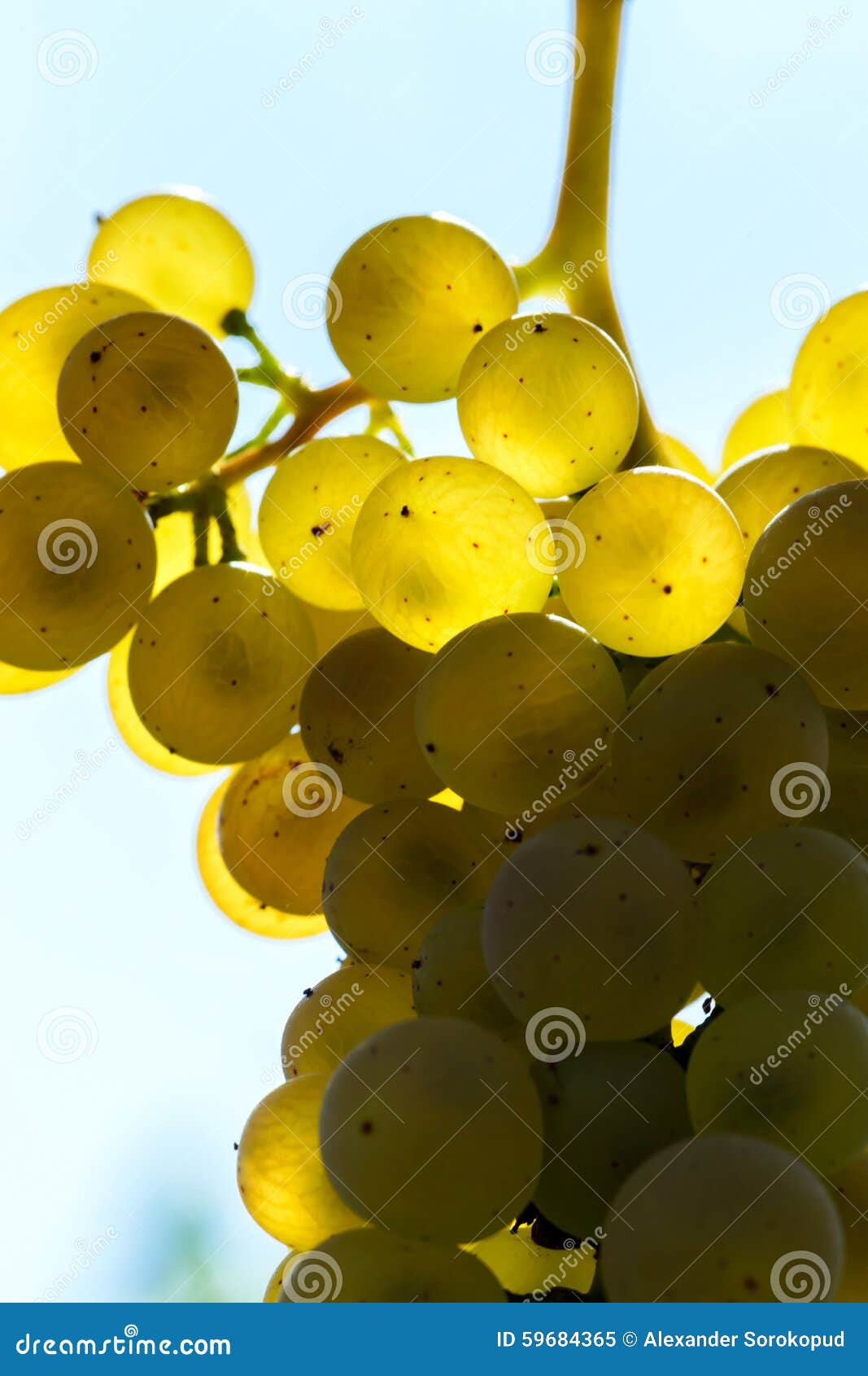 Grupo Da Uva De Muscat No Sol Imagem de Stock - Imagem de rural ...