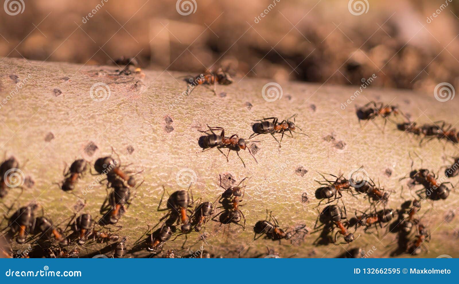 Grupo Das Formigas Que Rastejam E Que Trabalham Imagem de Stock ...
