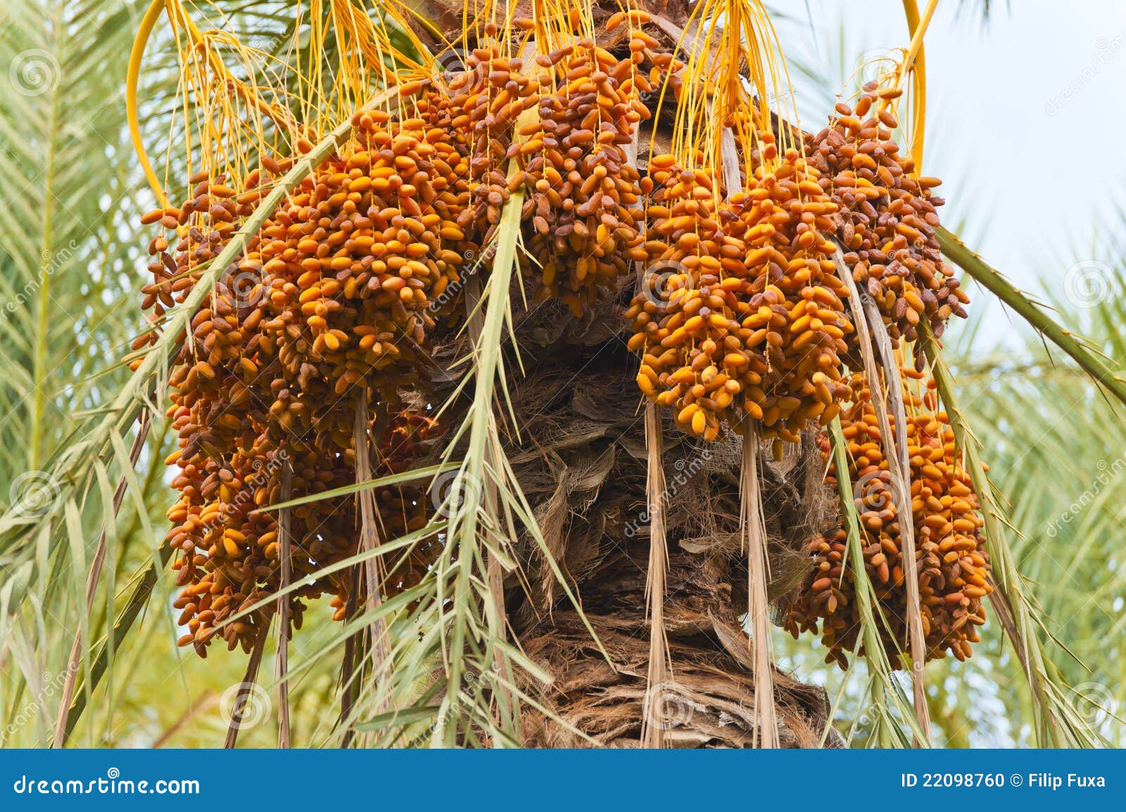 Grupo das tâmaras foto de stock. Imagem de cair, pilha - 22098760