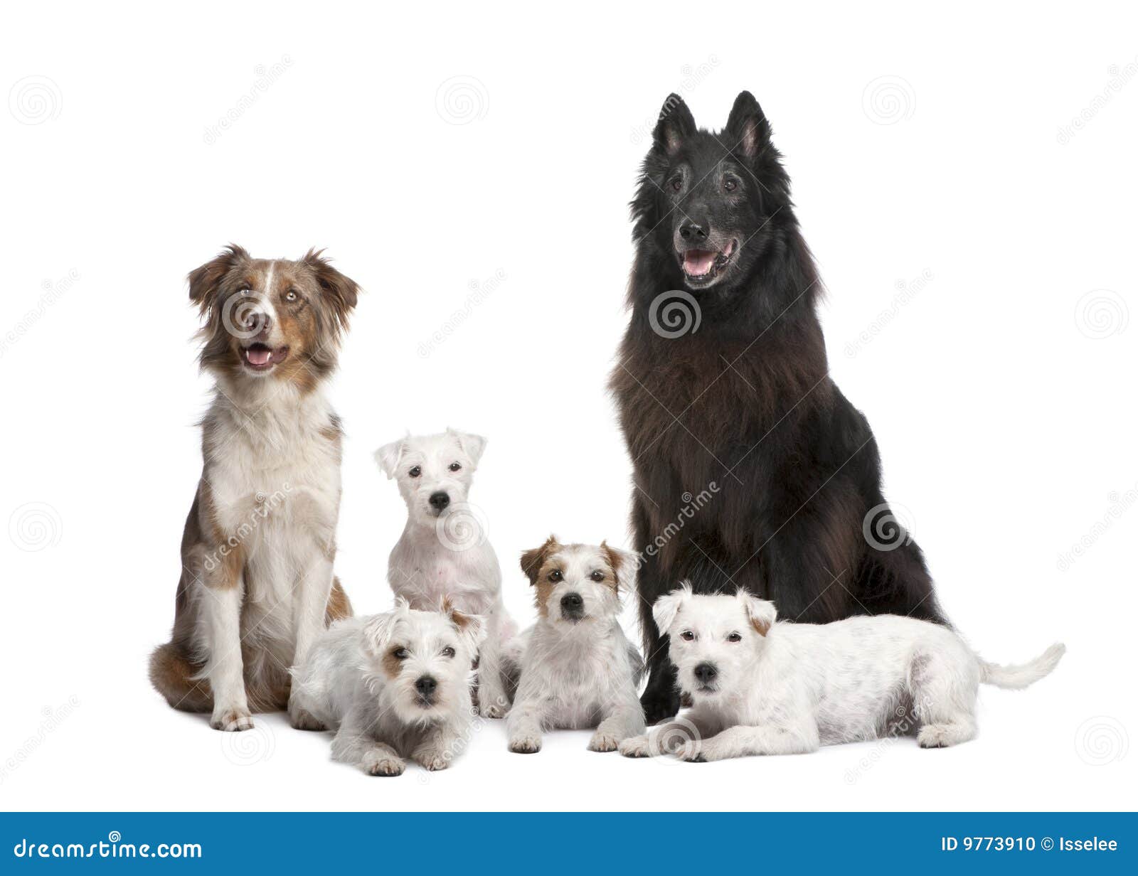 Grupo de 5 perros foto de archivo. Imagen de familia, grupo - 9773910