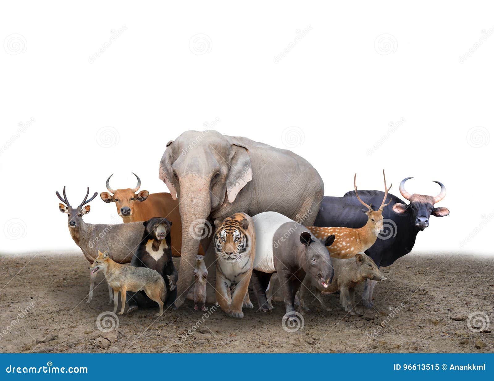 Grupo de animales de Asia imagen de archivo. Imagen de fauna - 96613515