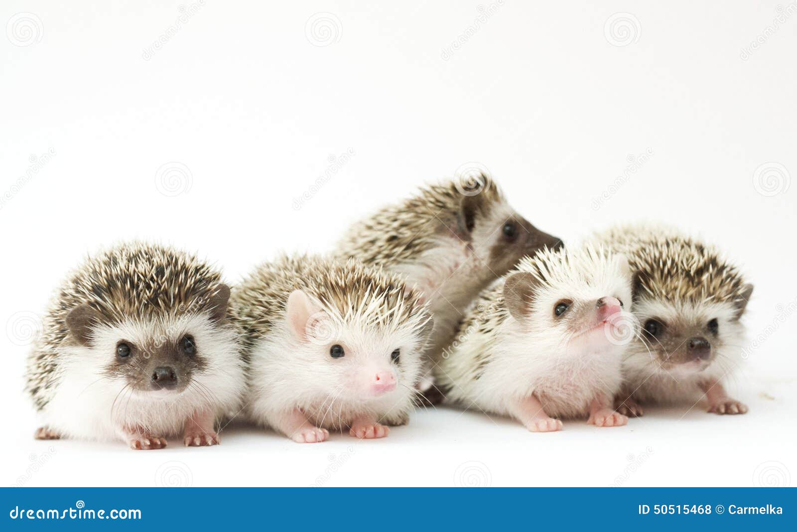 Grupo De Bebé Joven Del Erizo Foto de archivo - Imagen de salvaje ...