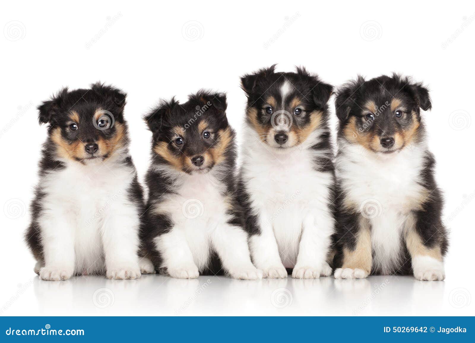 Grupo De Cachorrinhos De Shelti Foto de Stock - Imagem de felicidade ...