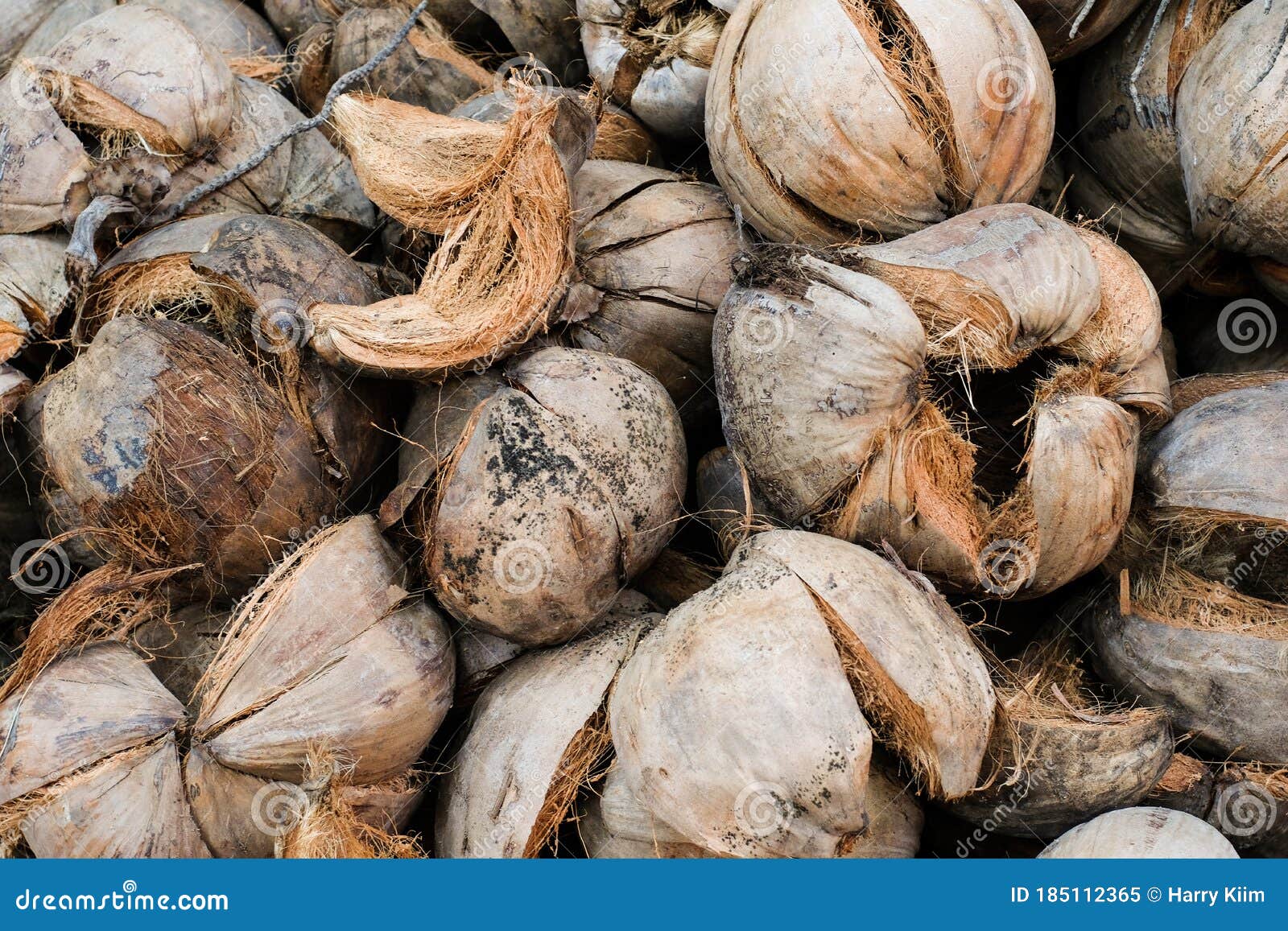 Grupo De Cascas Secas De Cascas De Coco Imagem de Stock - Imagem de ...