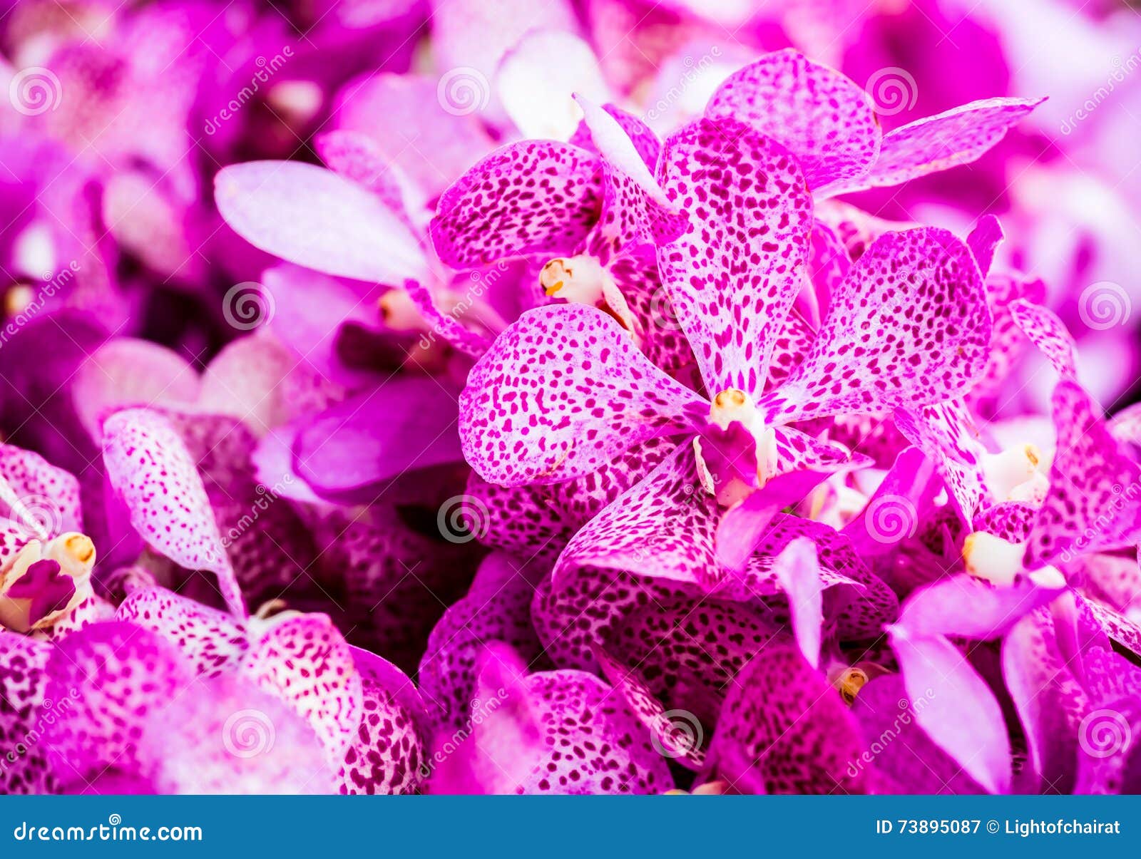 Grupo de flor de Vanda imagen de archivo. Imagen de planta - 73895087