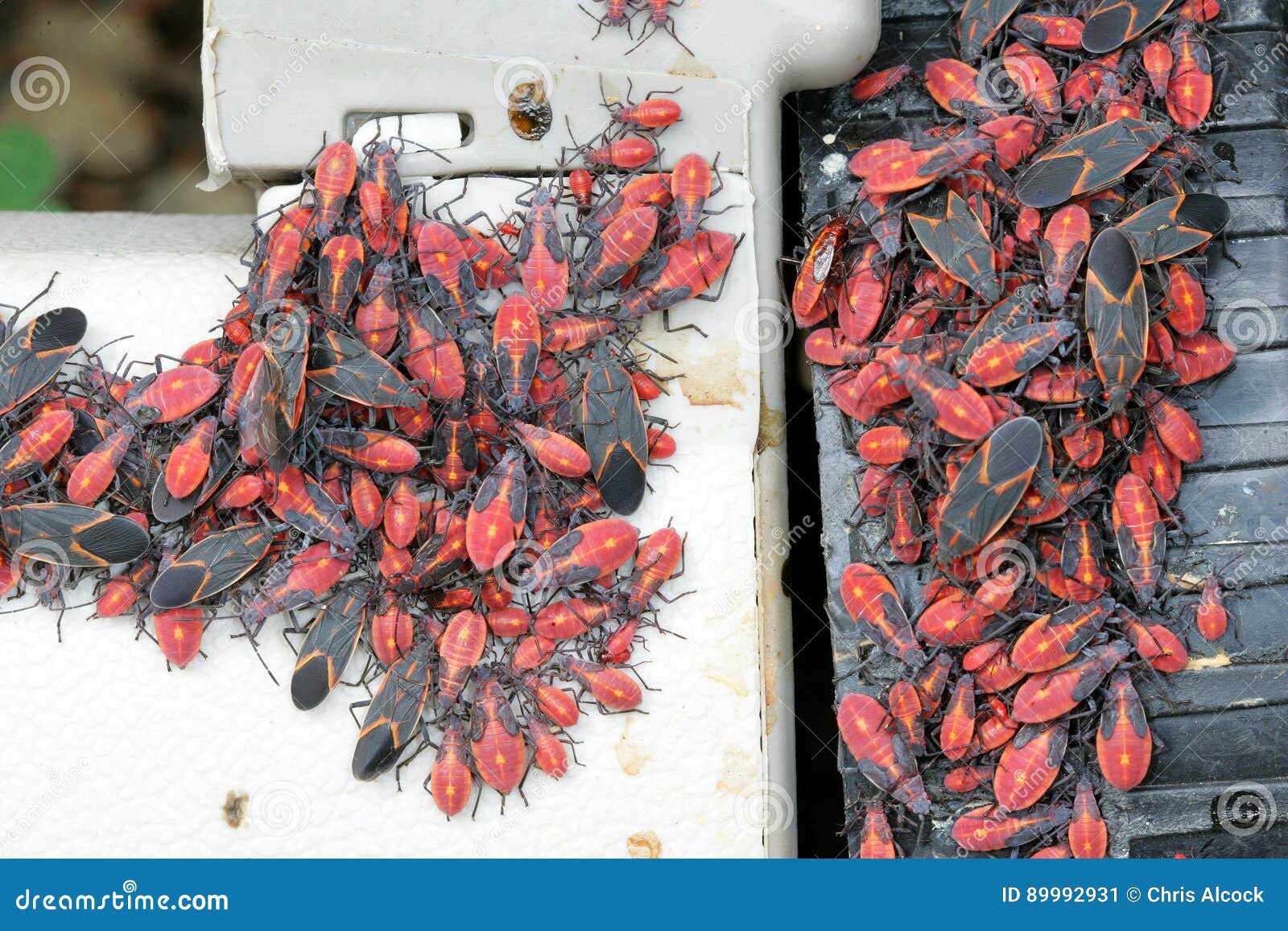 Grupo de insectos imagen de archivo. Imagen de juntado - 89992931