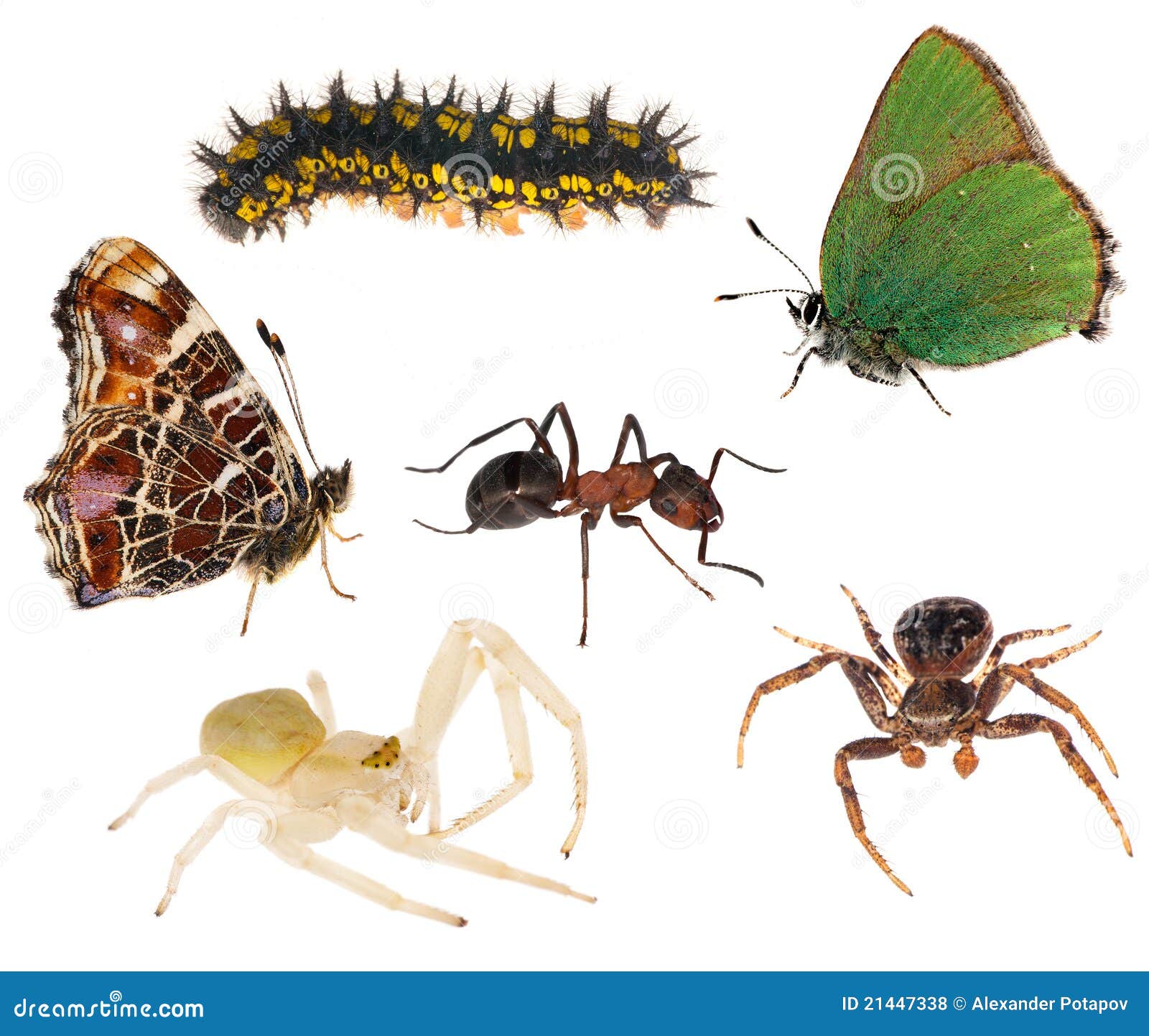 Grupo De Insectos Aislados En Blanco Foto de archivo - Imagen de cubo ...