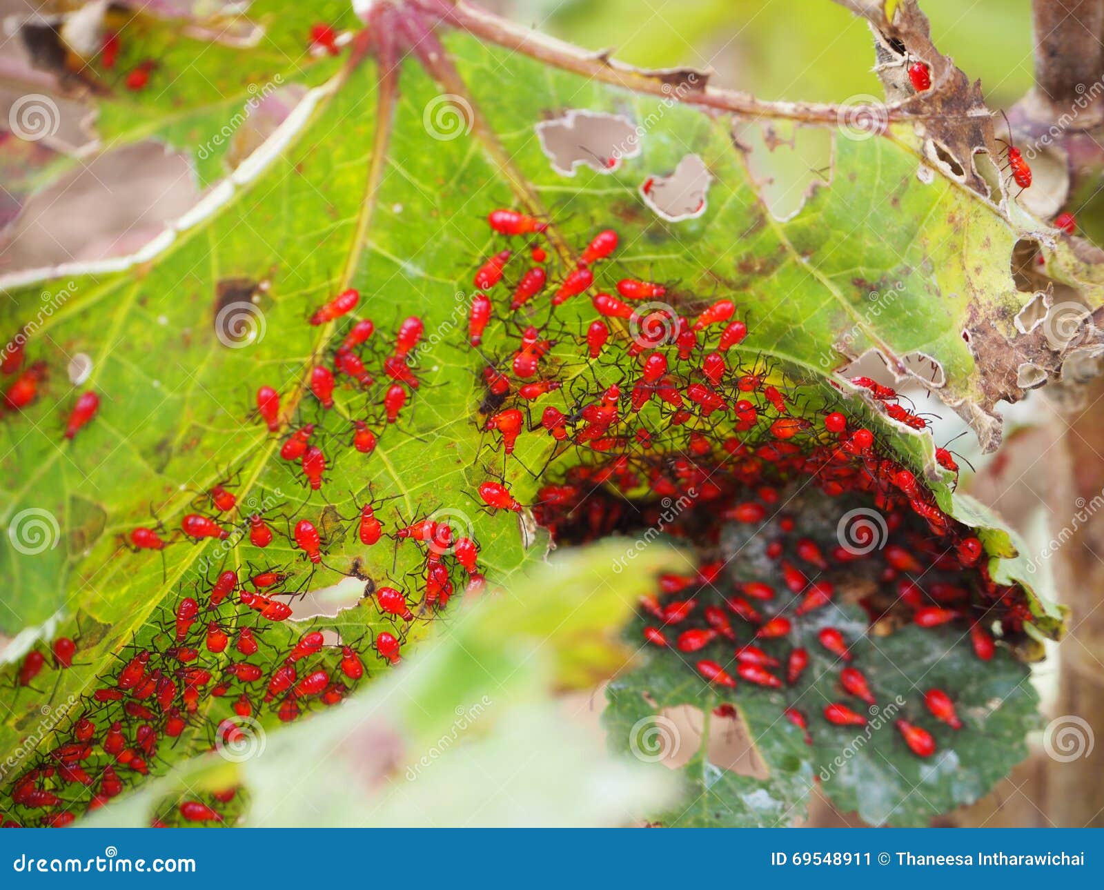 Grupo de insectos rojos imagen de archivo. Imagen de rojo - 69548911