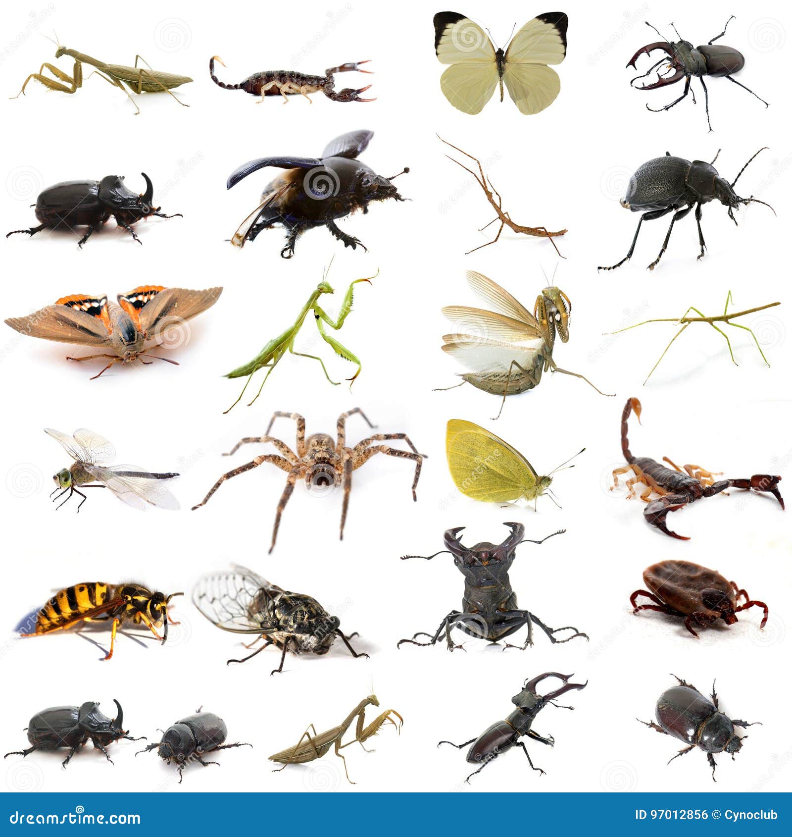 Grupo de insetos europeus foto de stock. Imagem de libélula - 97012856