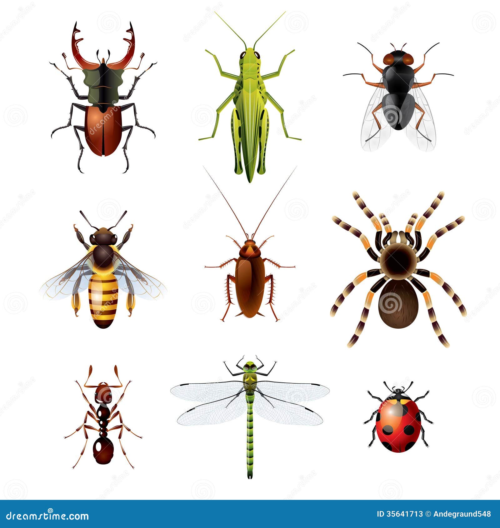 Grupo De Insetos No Fundo Branco Fotos de Stock - Imagem: 35641713